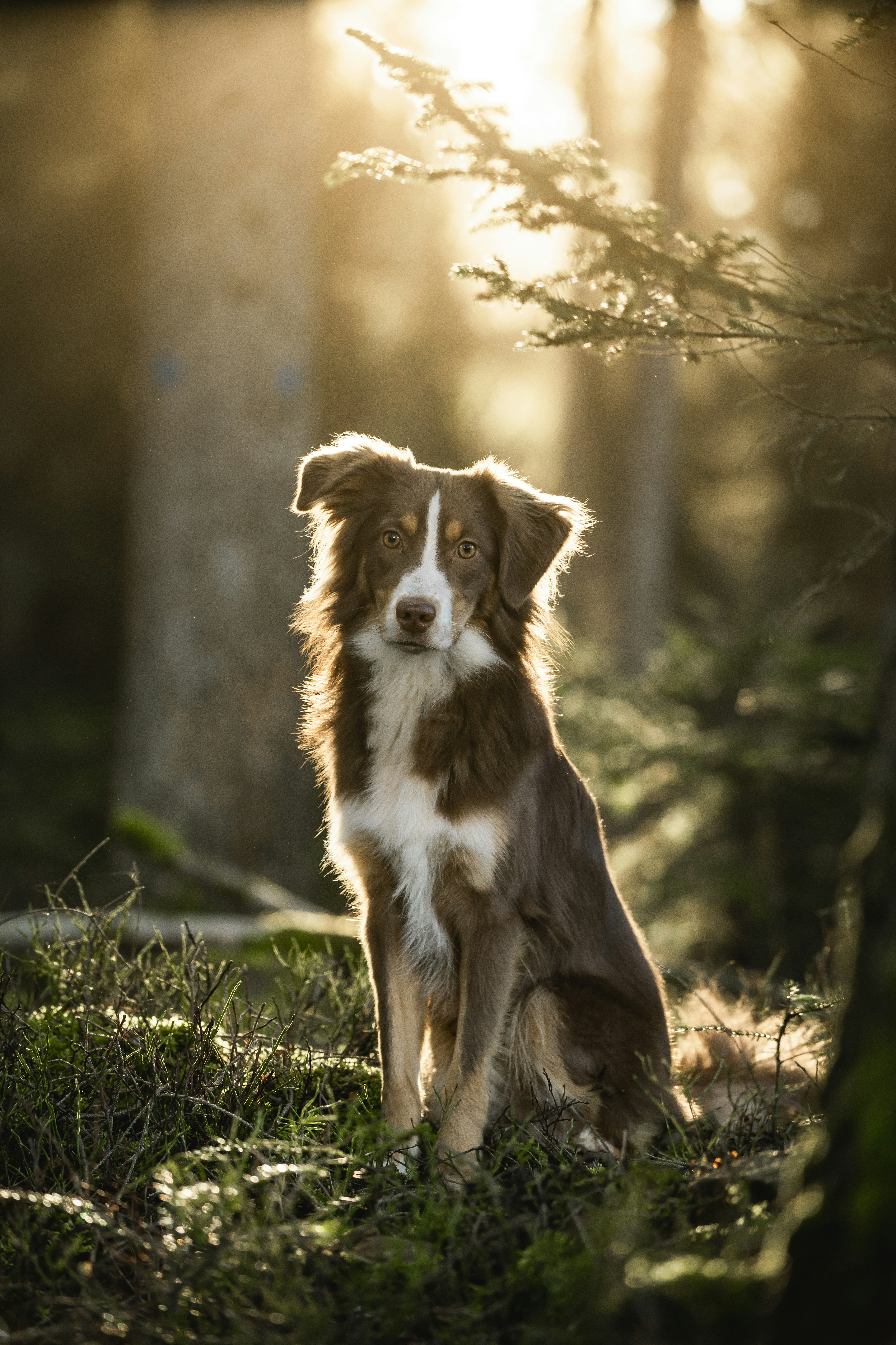 A dog sits poised amidst a sunlit forest, surrounded by soft foliage and trees. The warm light filters through the branches, creating a serene atmosphere.