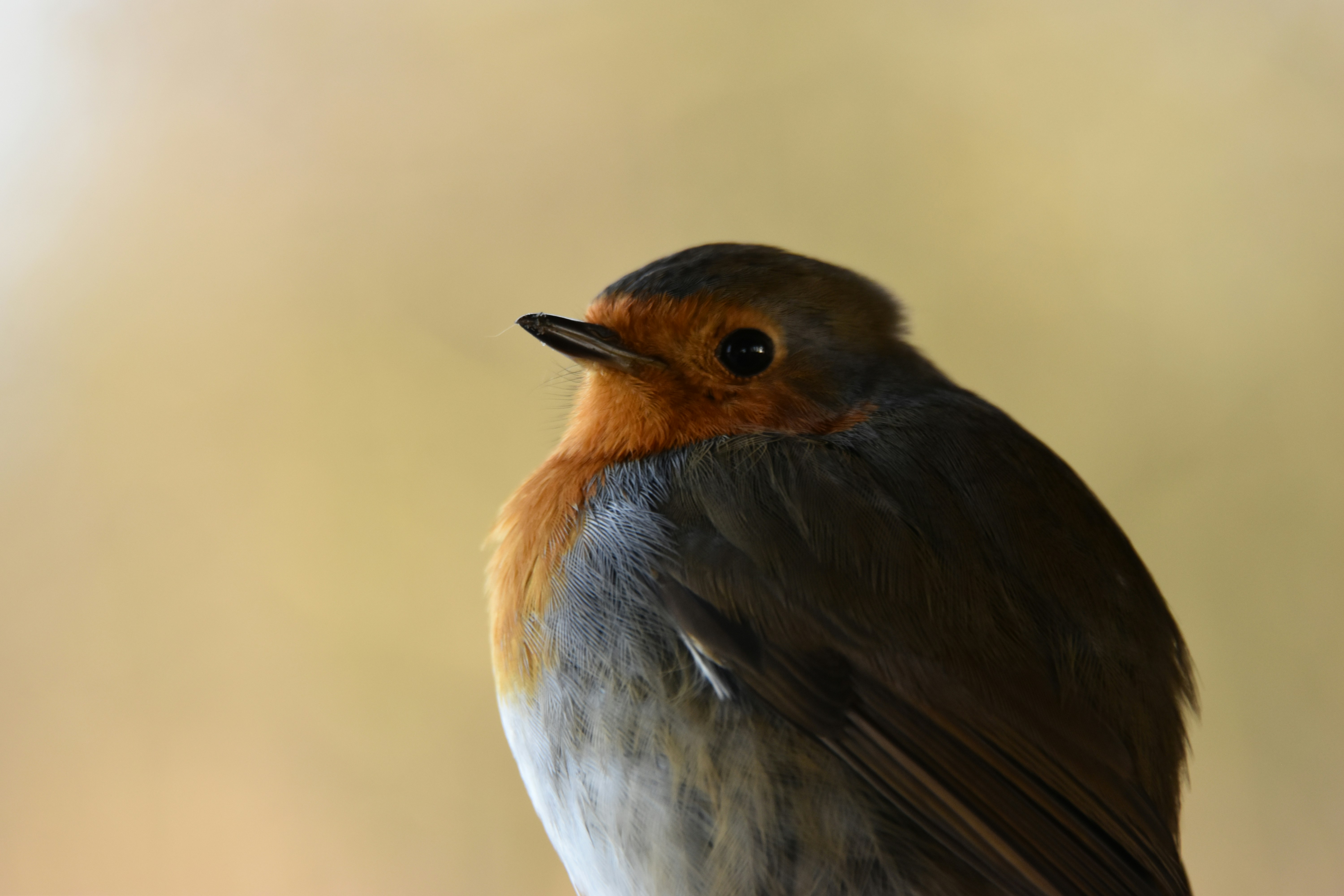 A close up of a bird with a blurry background photo – Free Pelt Image ...