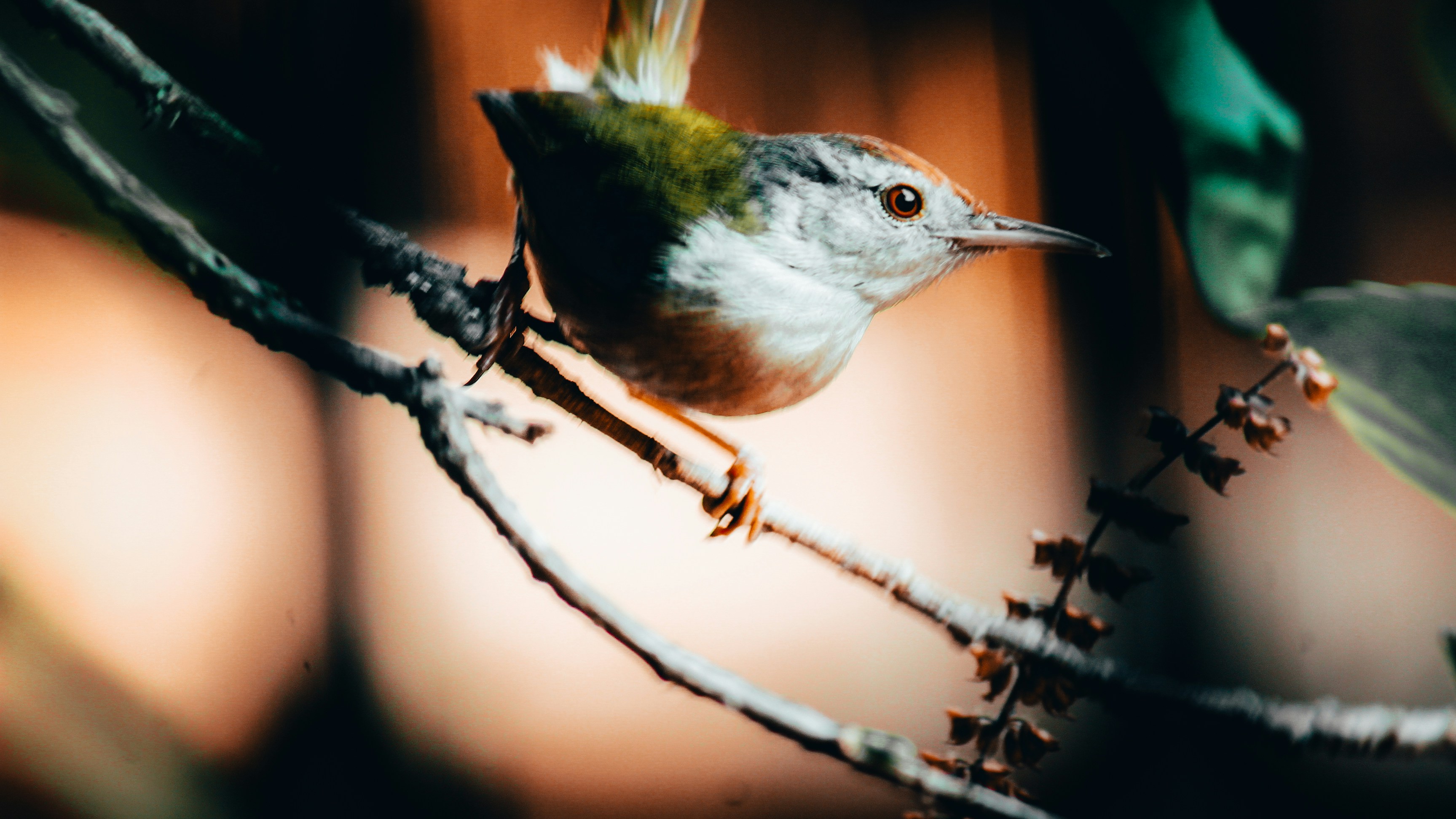 a small bird perched on top of a tree branch