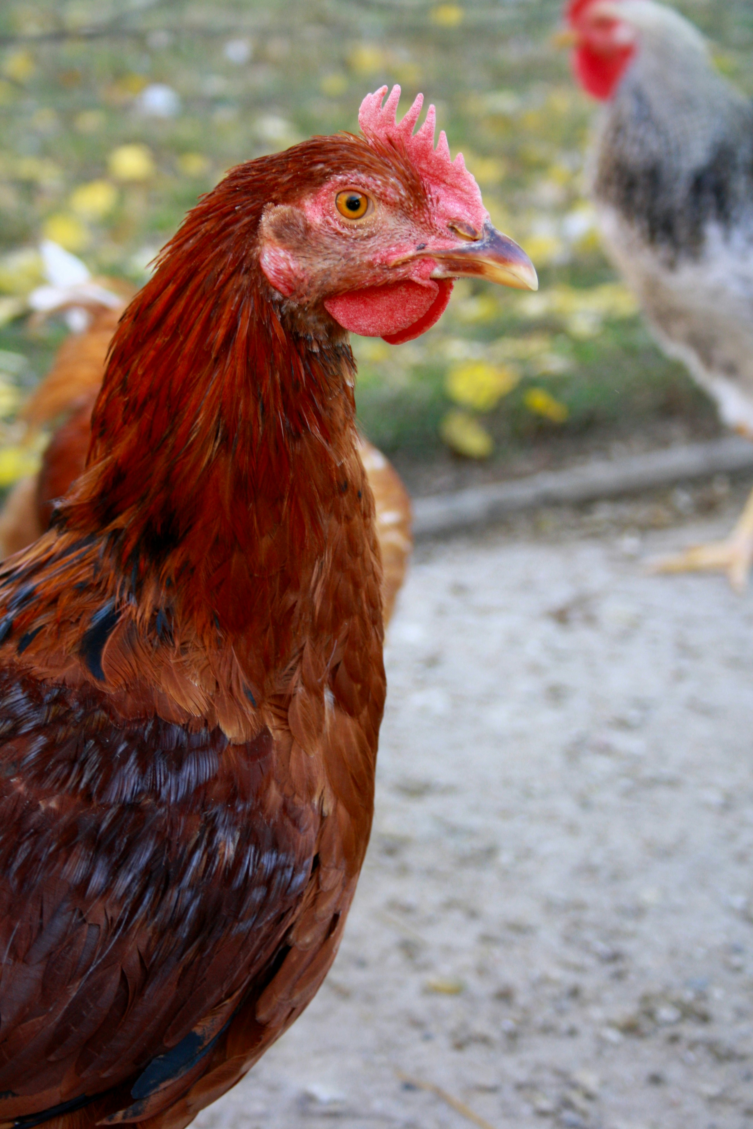 Photo by Ashlee Marie with Canon EOS 1000D