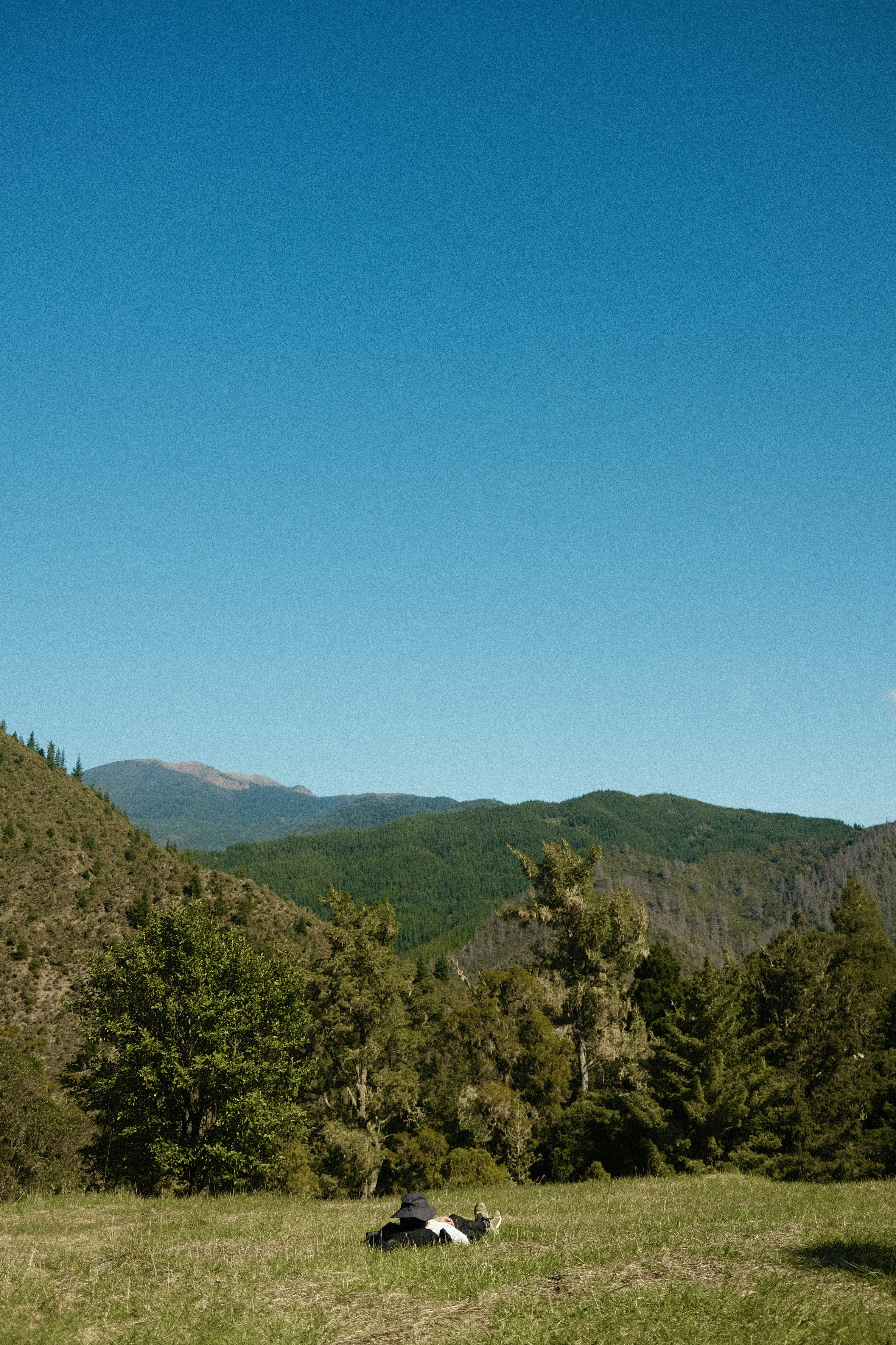 A couple of cows laying down in a field photo – Free Whispering falls ...