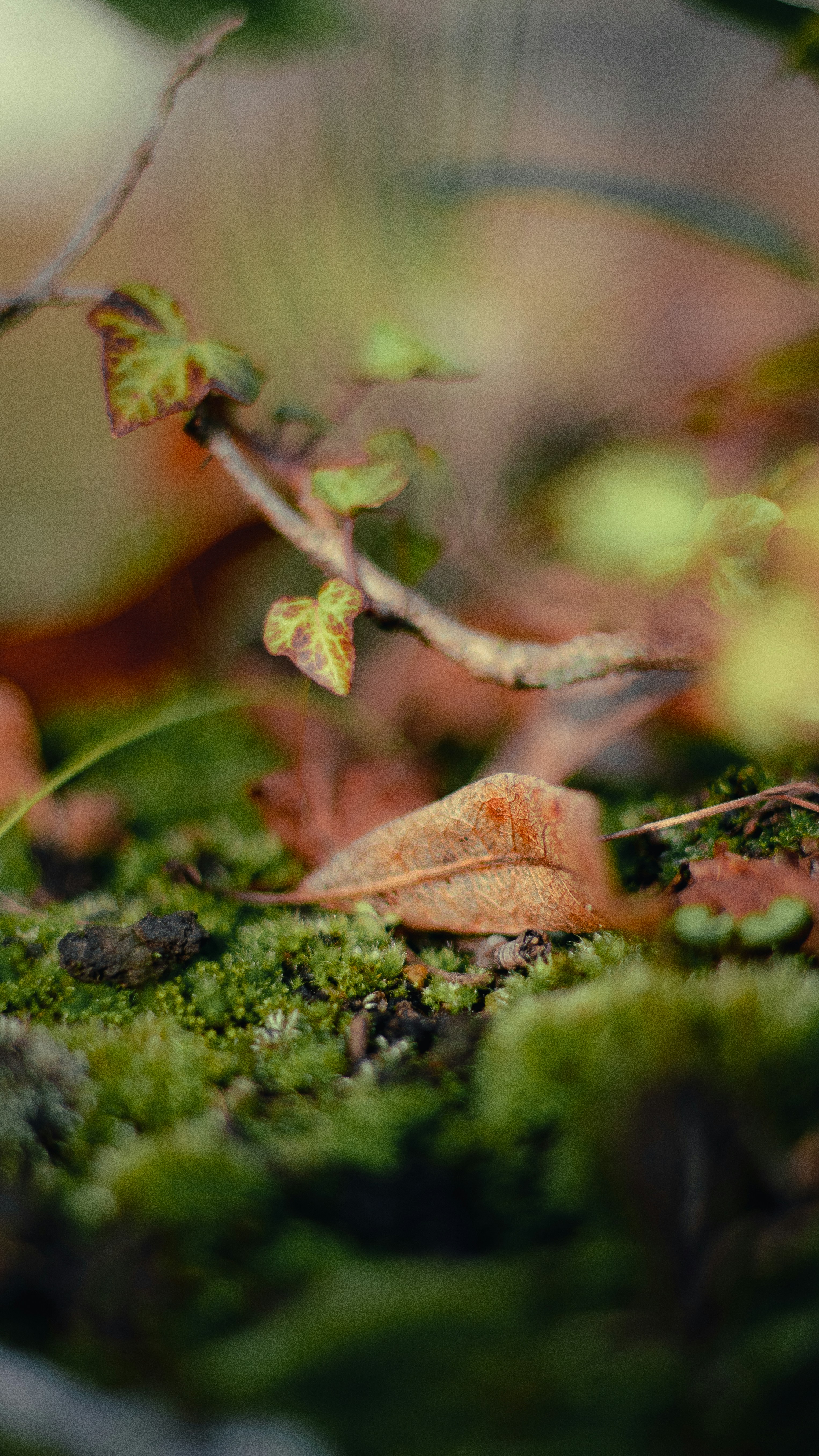 A Quiet Leaf on Velvet Moss: Macro Portrait of Autumn's Edge