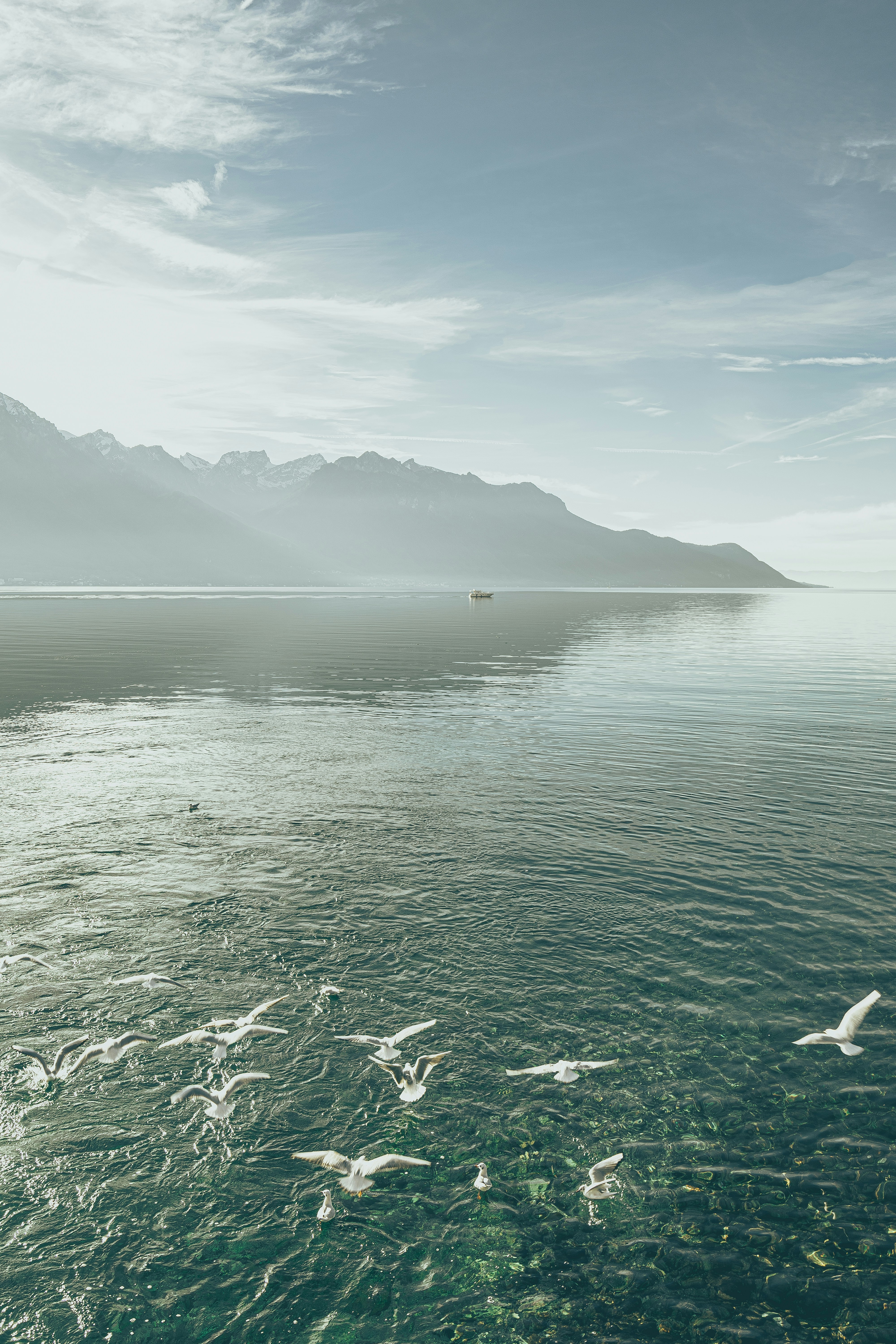 a flock of birds flying over a large body of water
