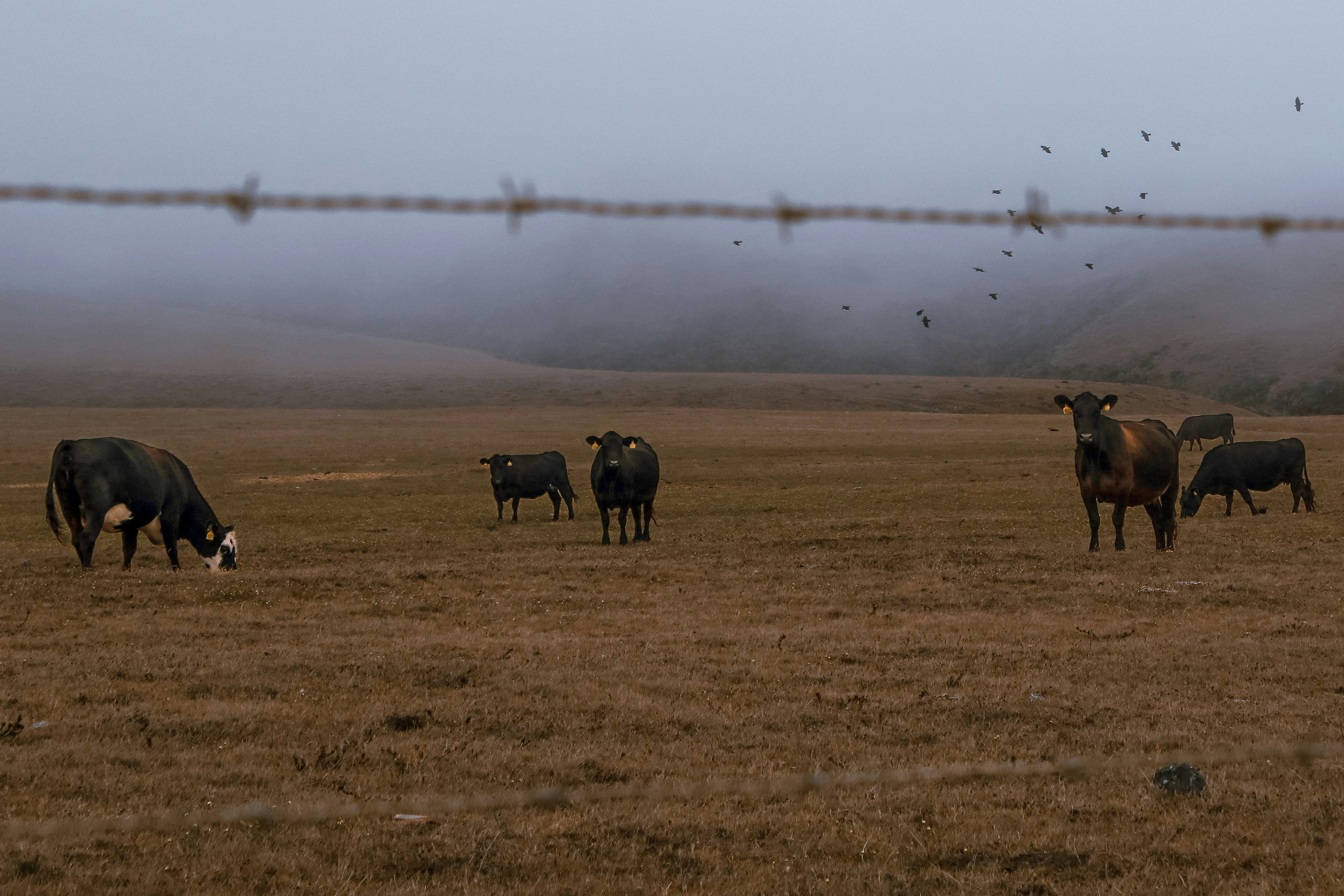 a herd of cattle standing on top of a dry grass field
