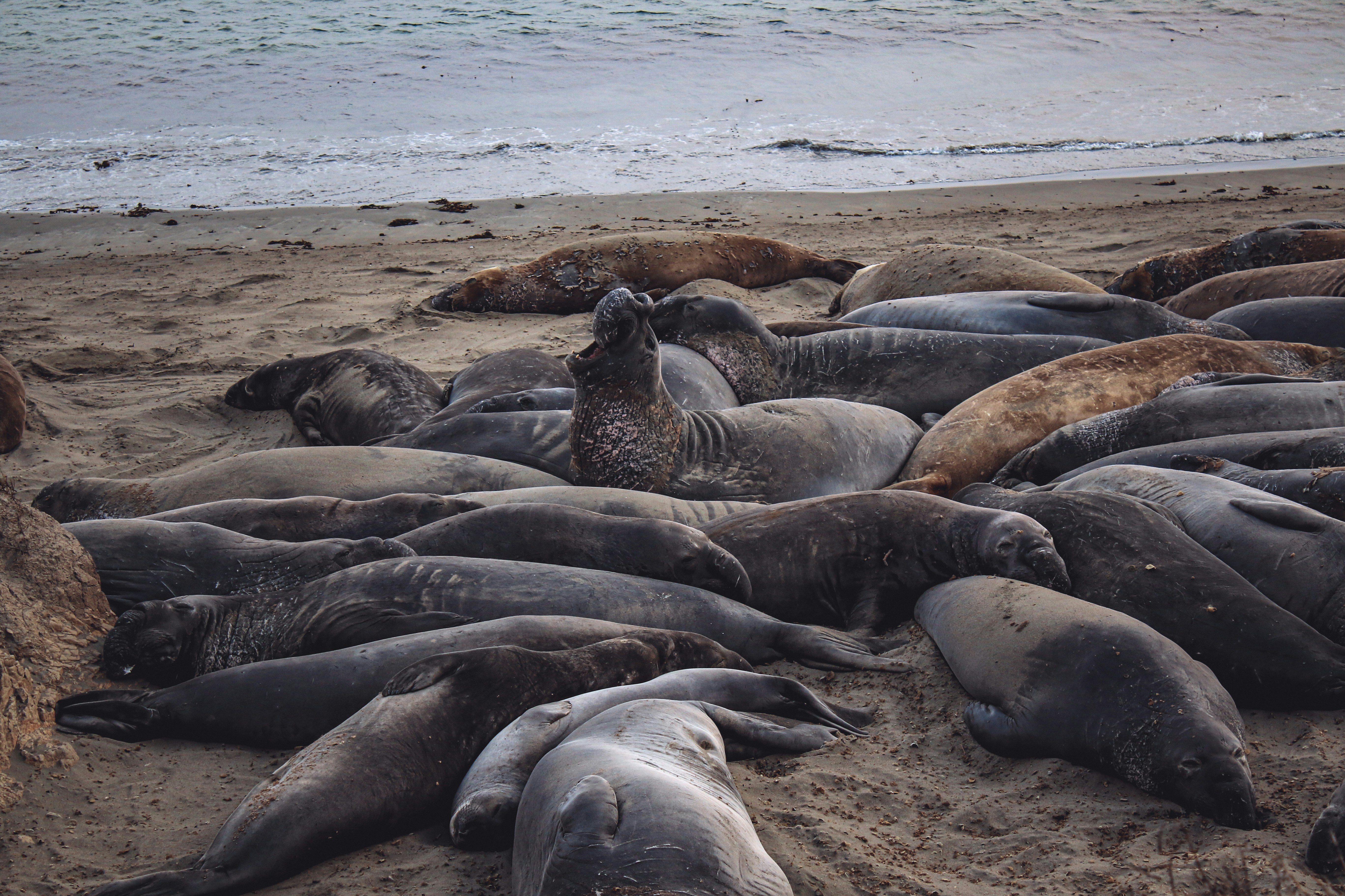 A large group of sea lions laying on a beach photo – Free Image on Unsplash