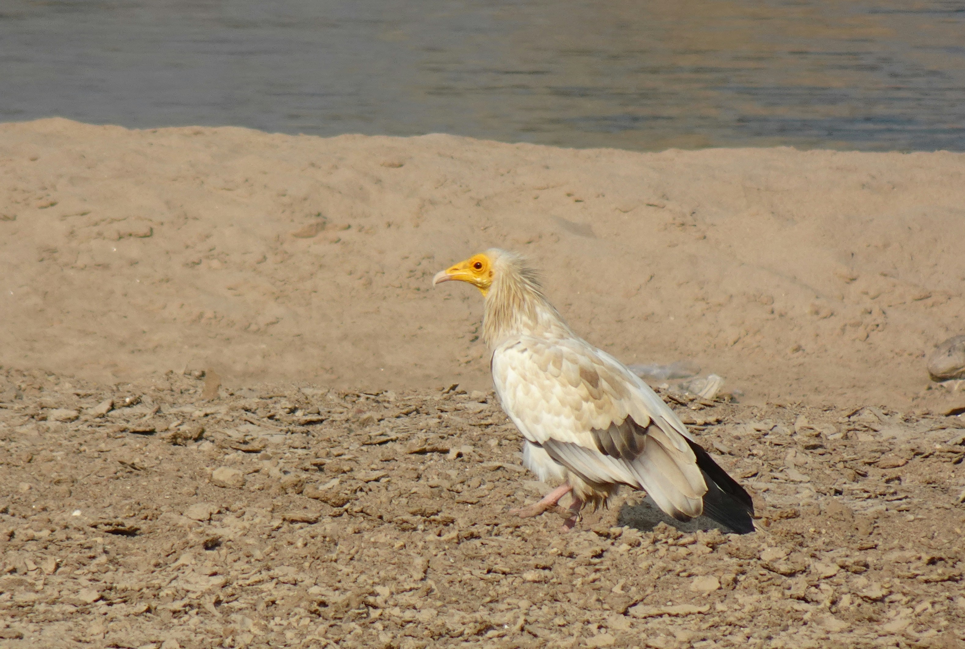 Egyptian vulture walking along a sandy shore, showcasing its distinctive yellow beak and unique plumage. The serene water in the background adds depth to the scene.