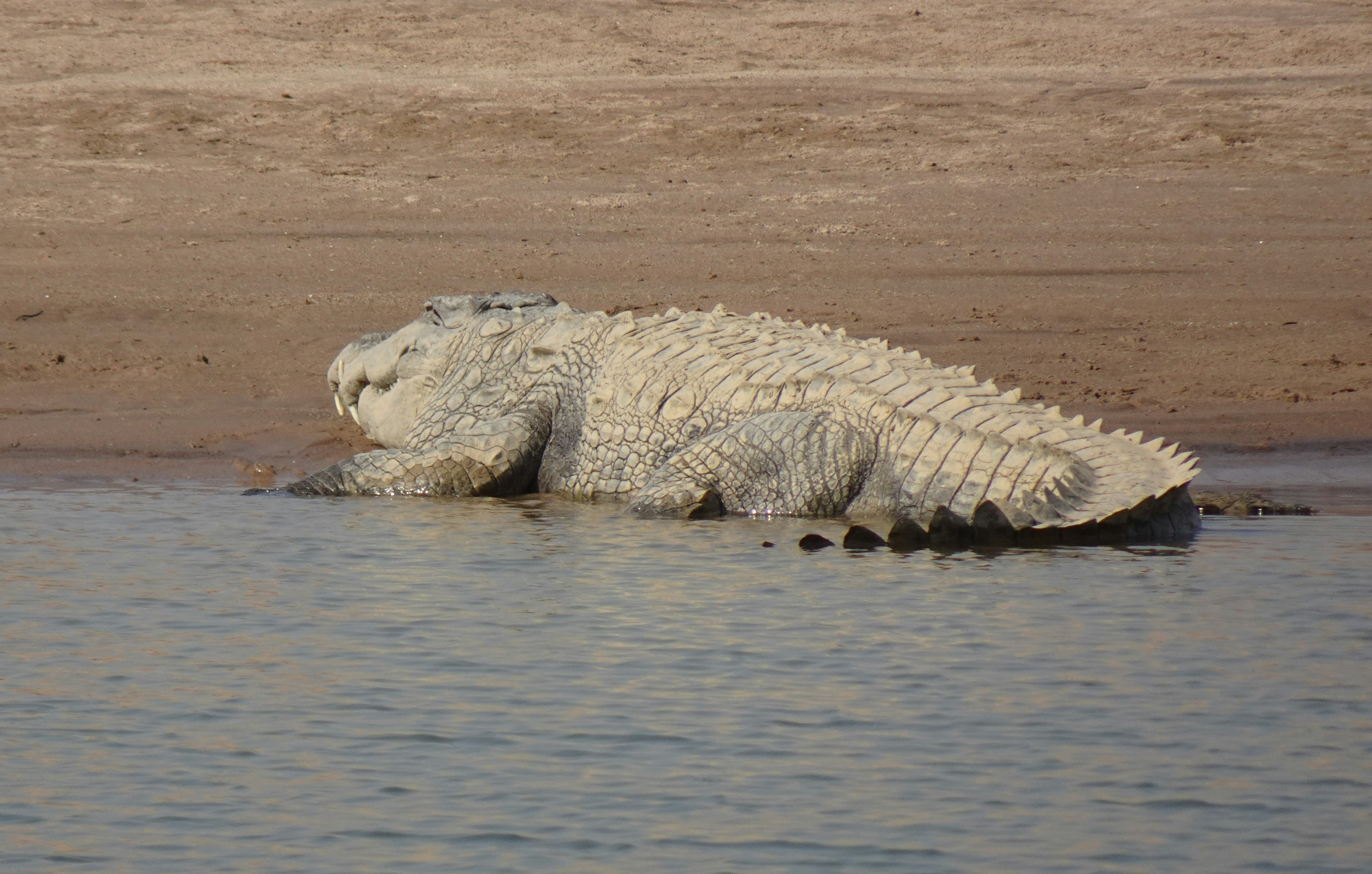 Stone-skinned Sentinel: A Crocodile Resting Along the Riverbank