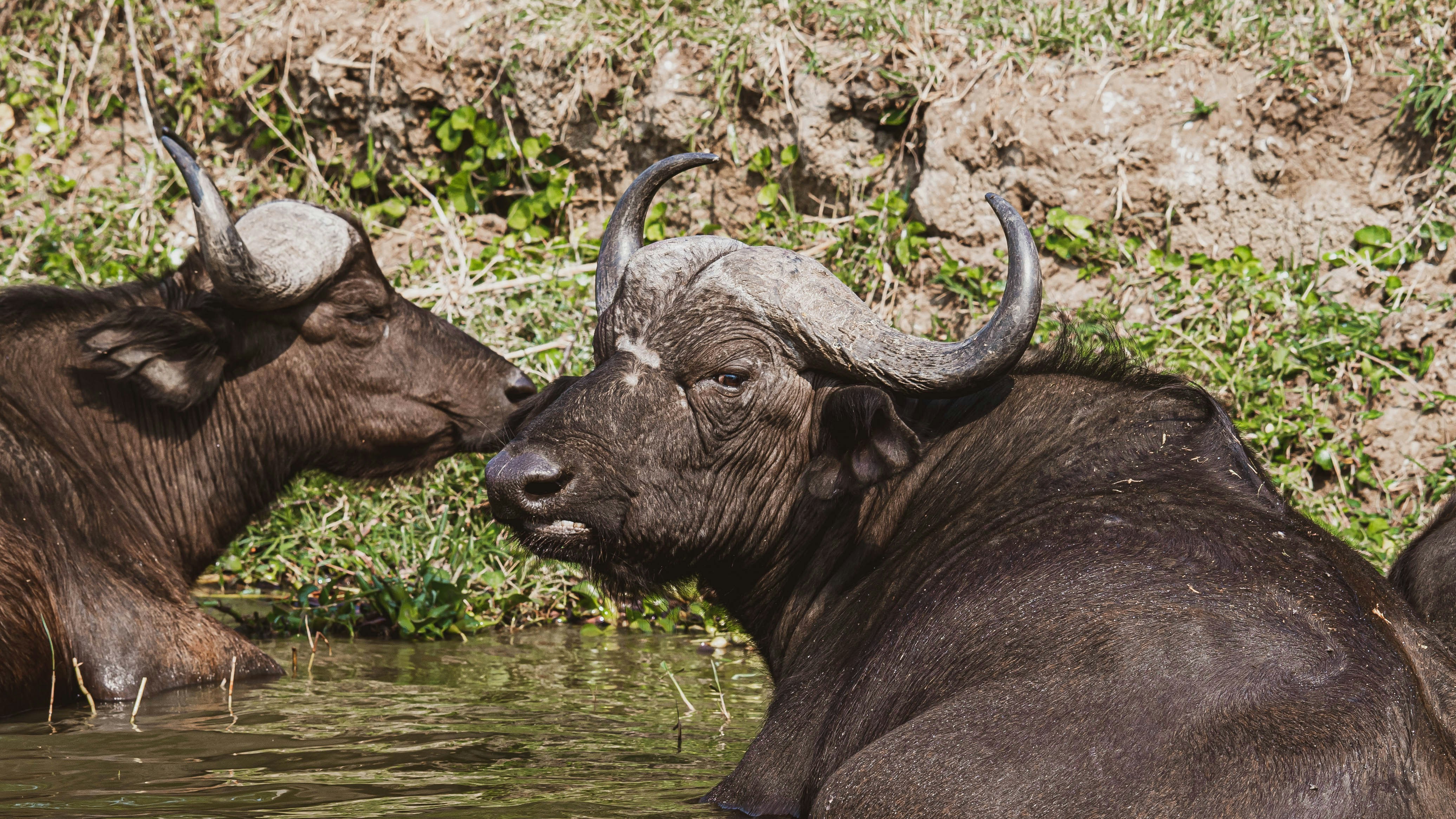 A herd of water buffalo cool off in the Kazinga channel.