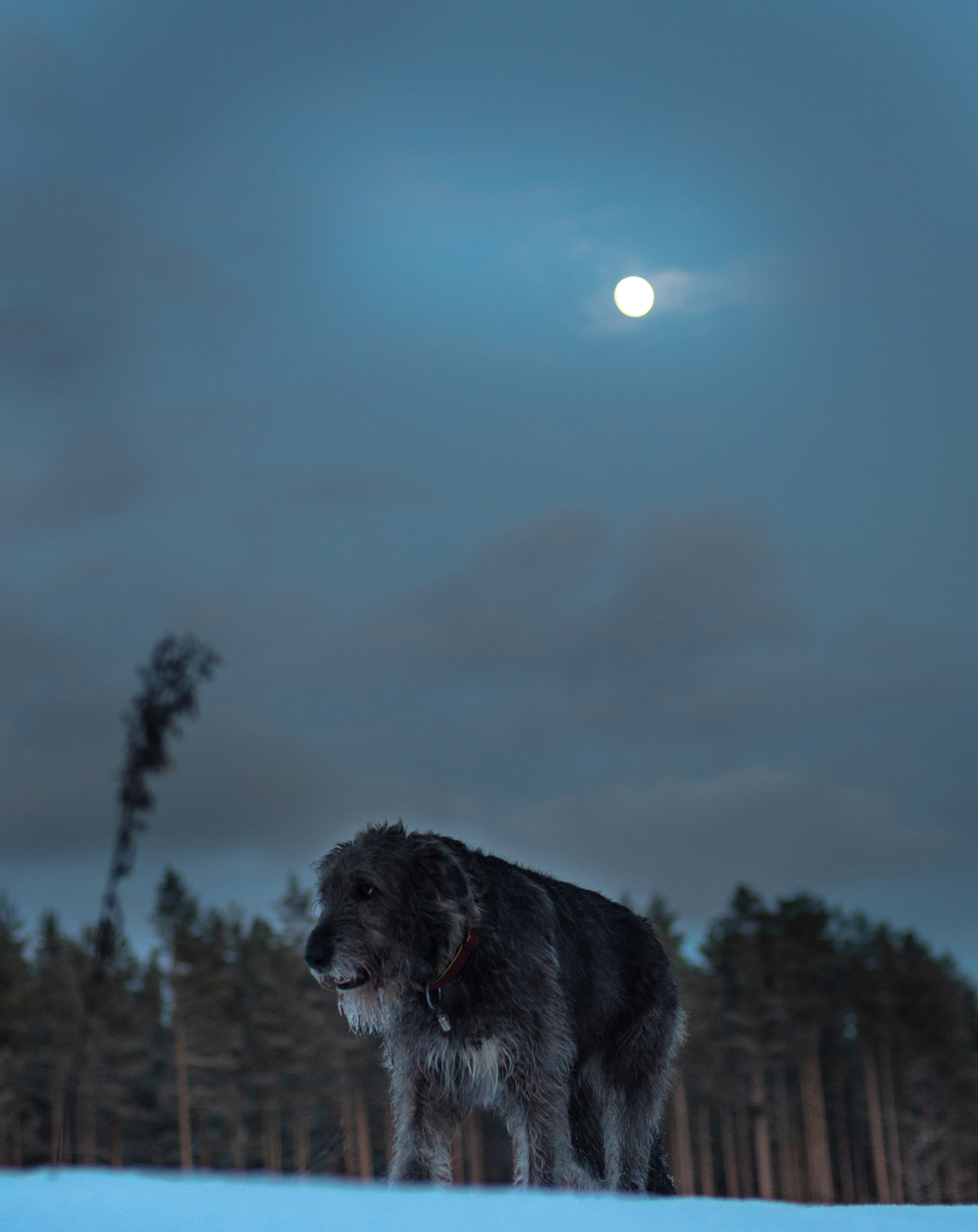 a dog standing in the snow with a full moon in the background