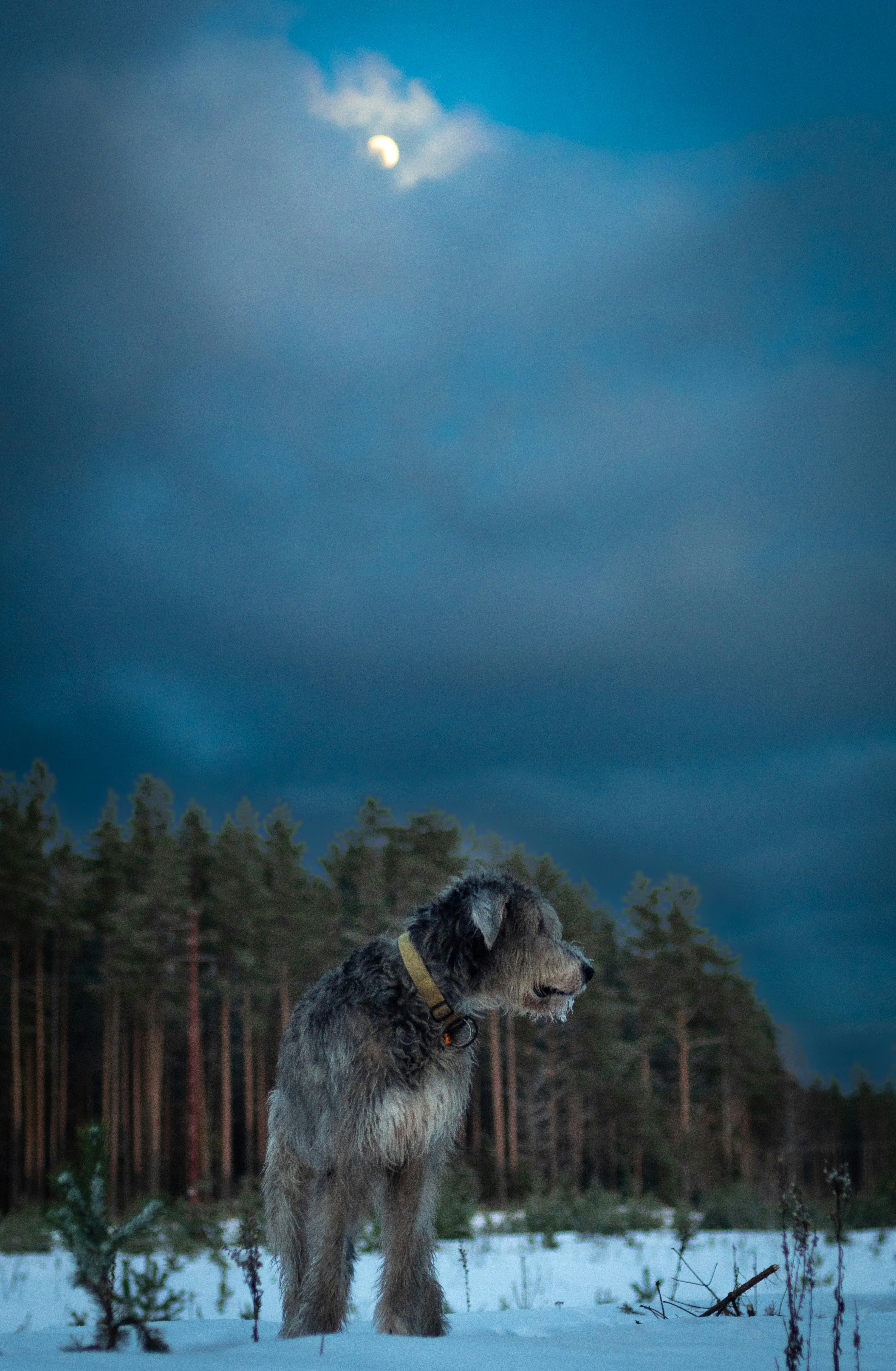 Moonlit Sentinel in a Snow-Dusted Pine Clearing