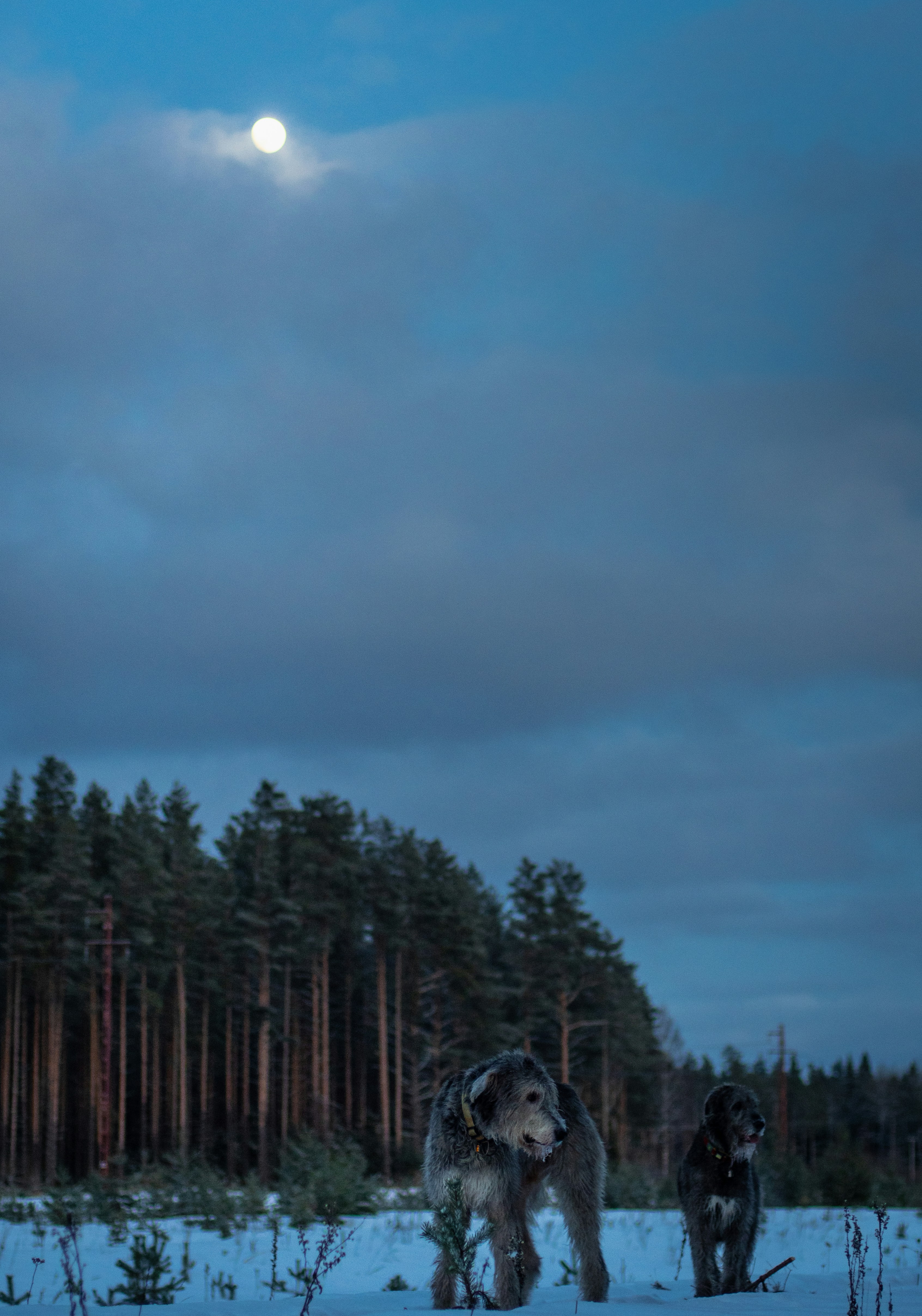 Moonlit Huskies at the Snowline