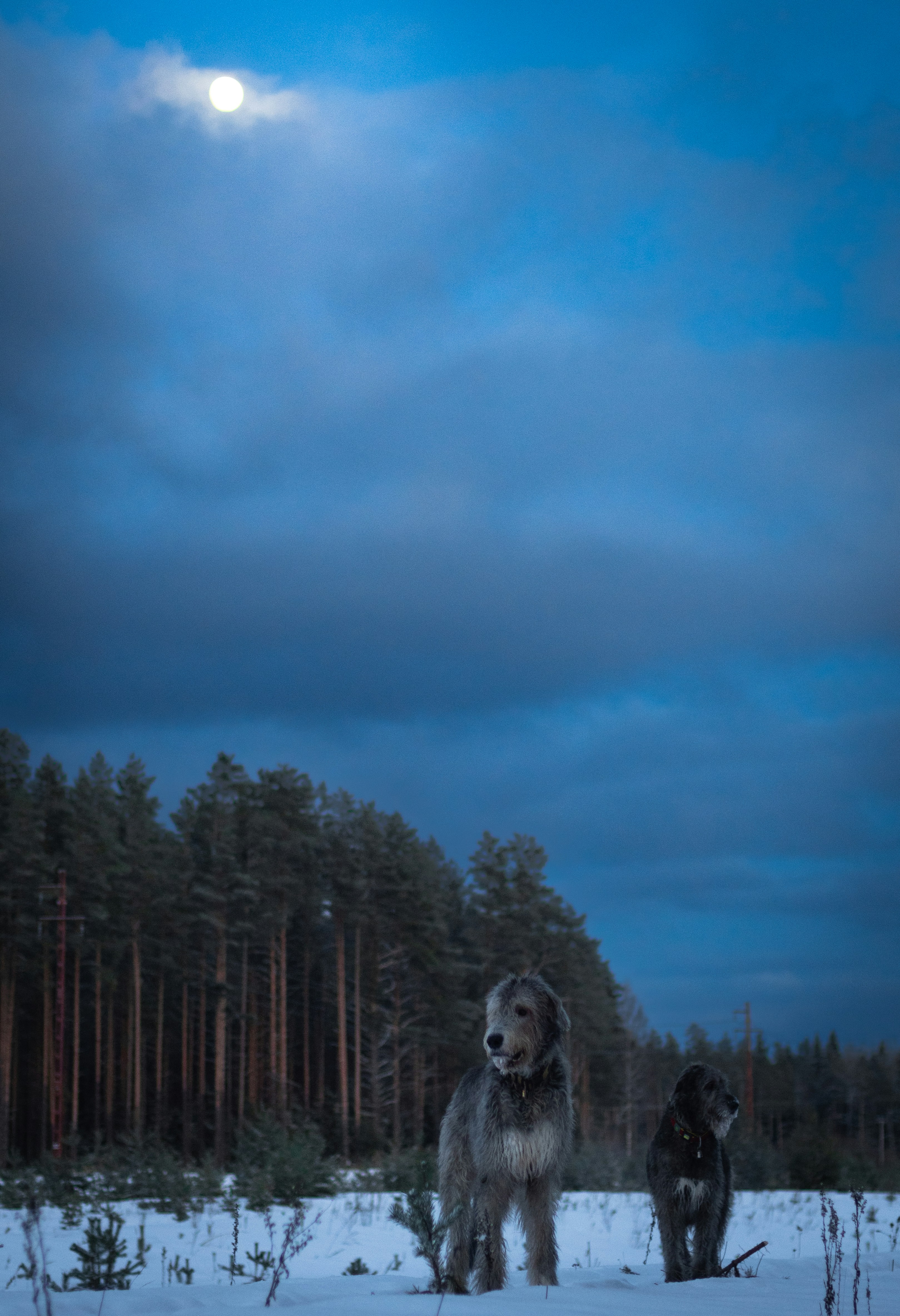 Moonrise Canines: A Quiet Snowfield Beneath a Blue-Dusk Sky