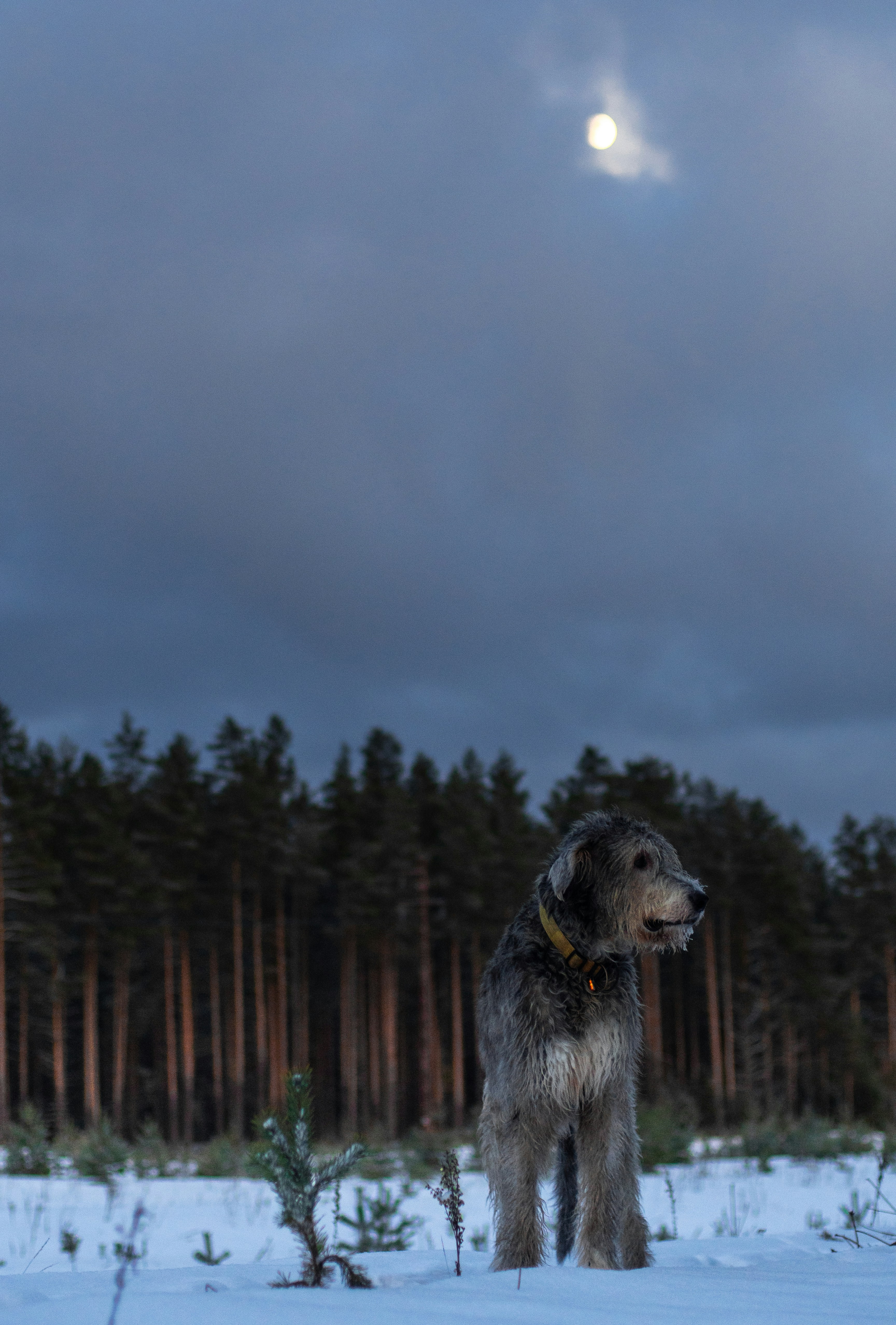 a dog standing in the snow in front of a forest