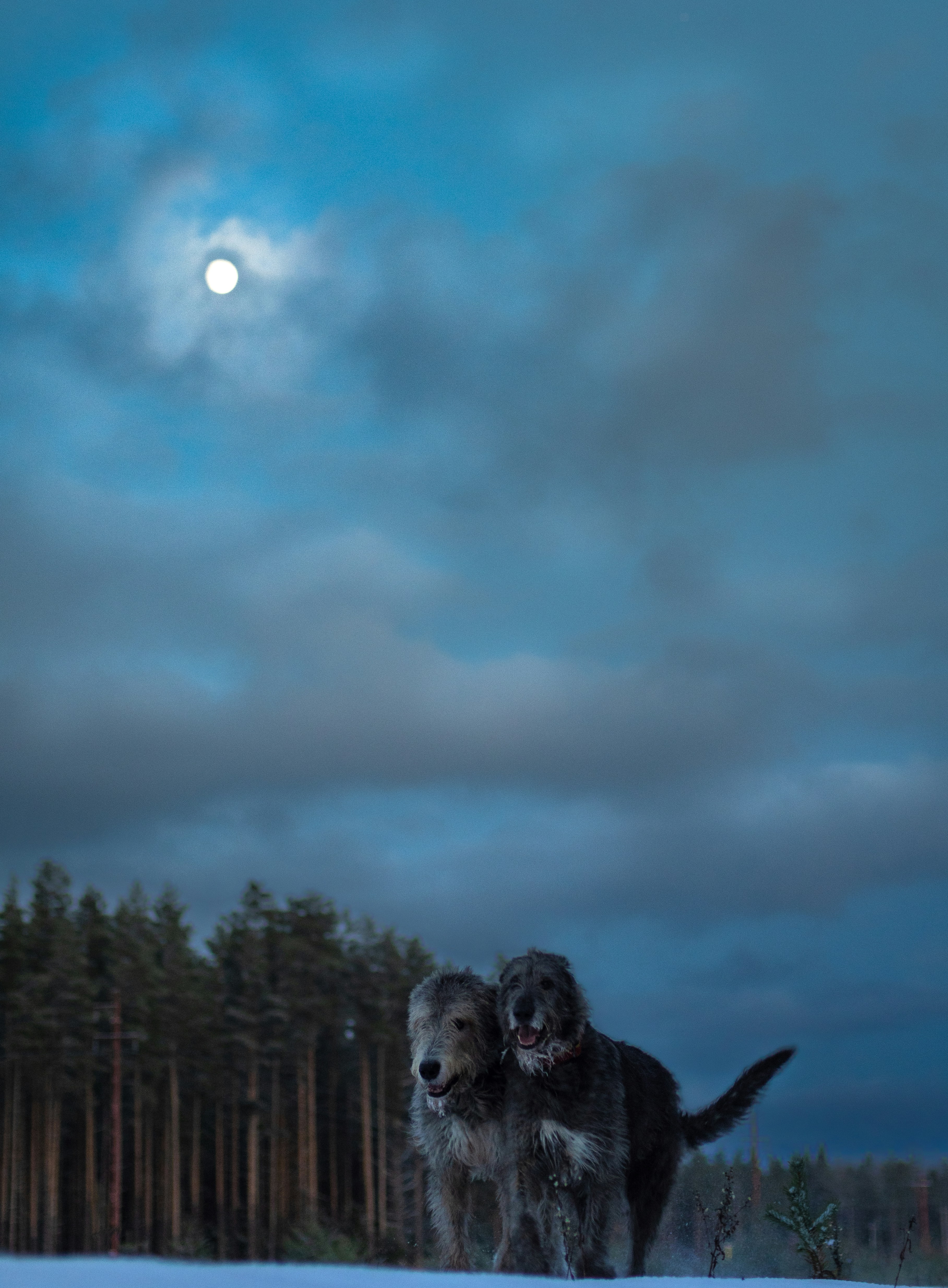 Moonlit Hounds on a Snowfield Under a Pale Moon