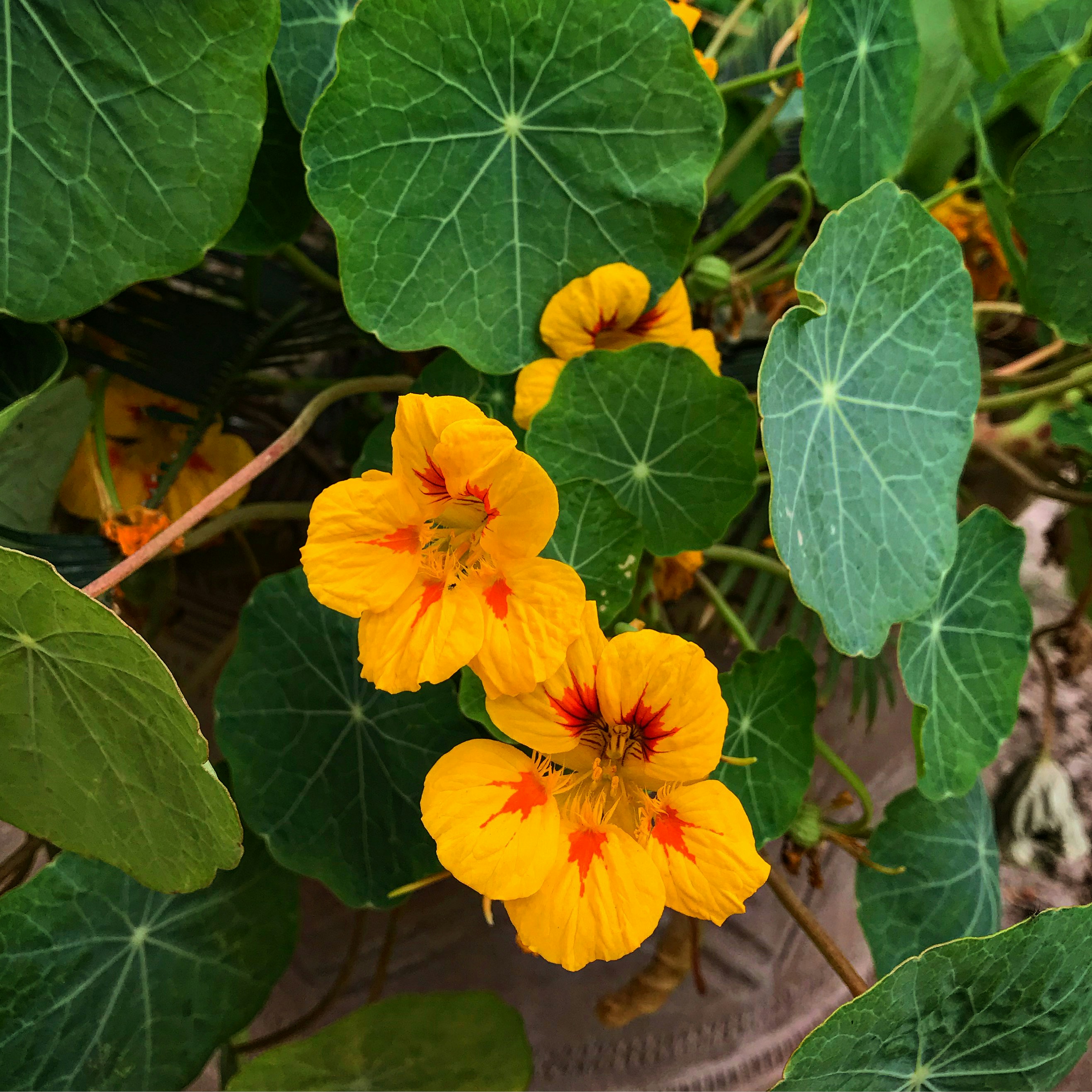 Musa Rathore (@alpha1994) | Komunitas Foto Unsplash