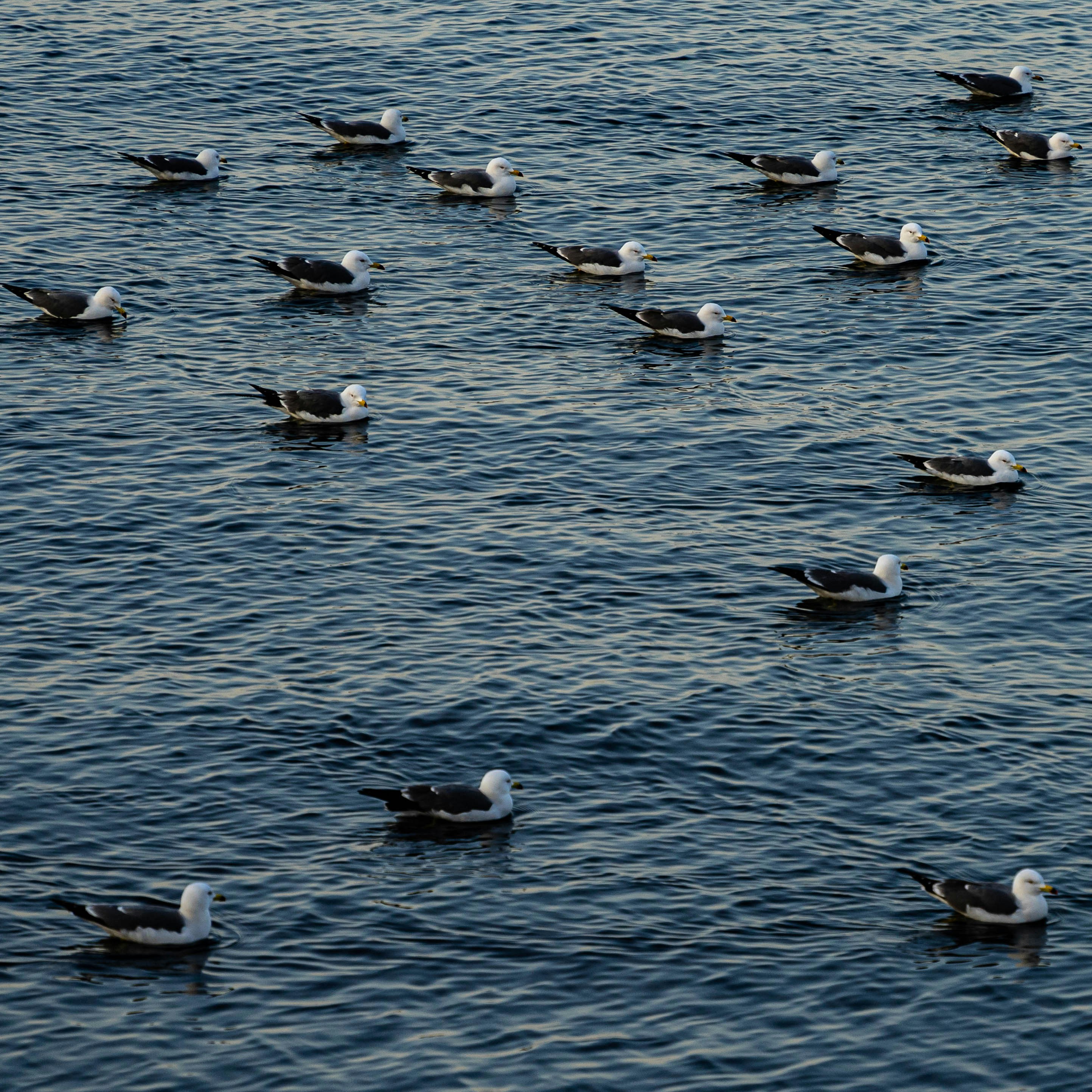 A flock of birds floating on top of a body of water photo – Free Animal ...