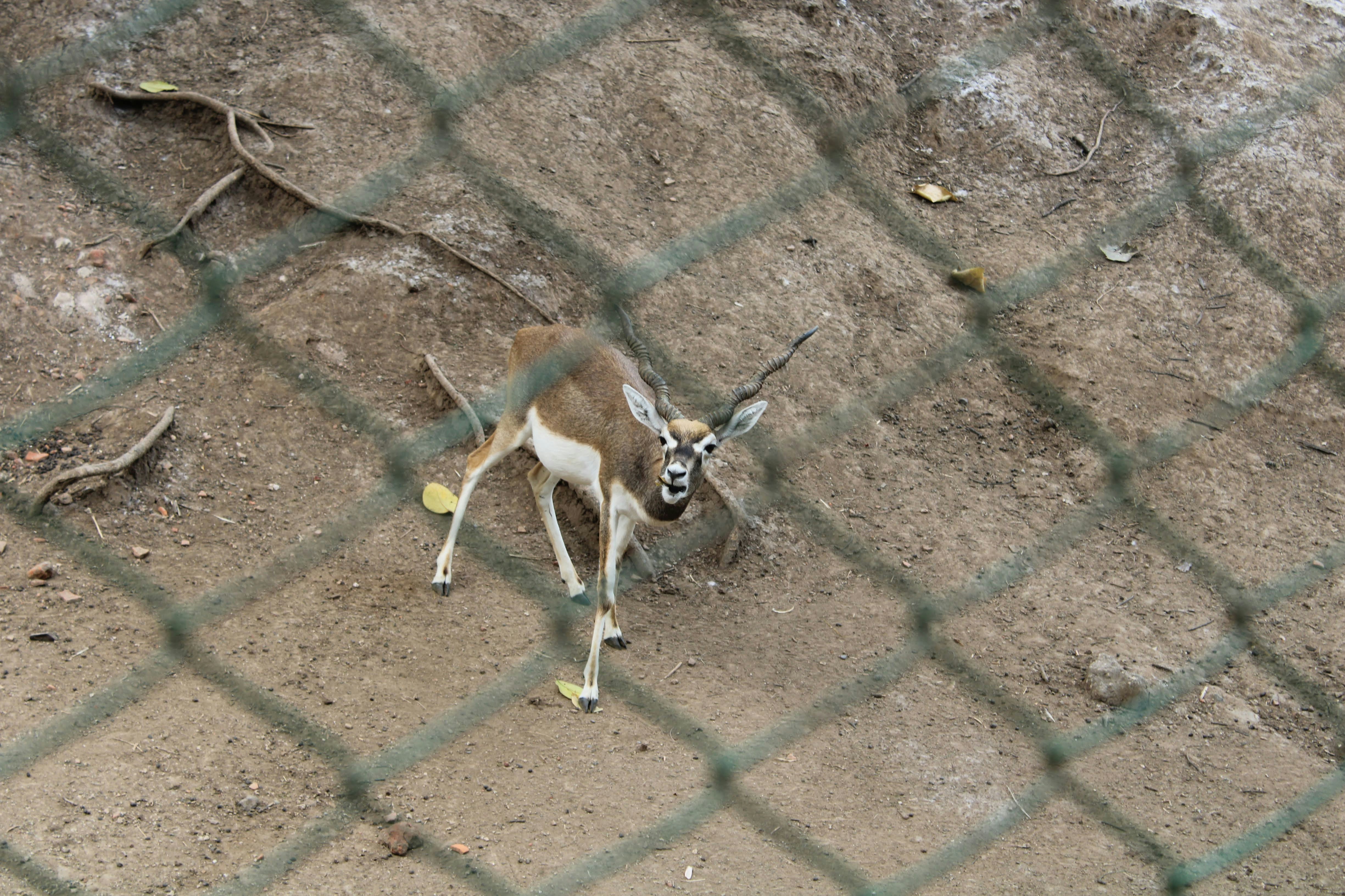 Wildlife at the Fence: A Gazelle Pauses Under Pebbled Light