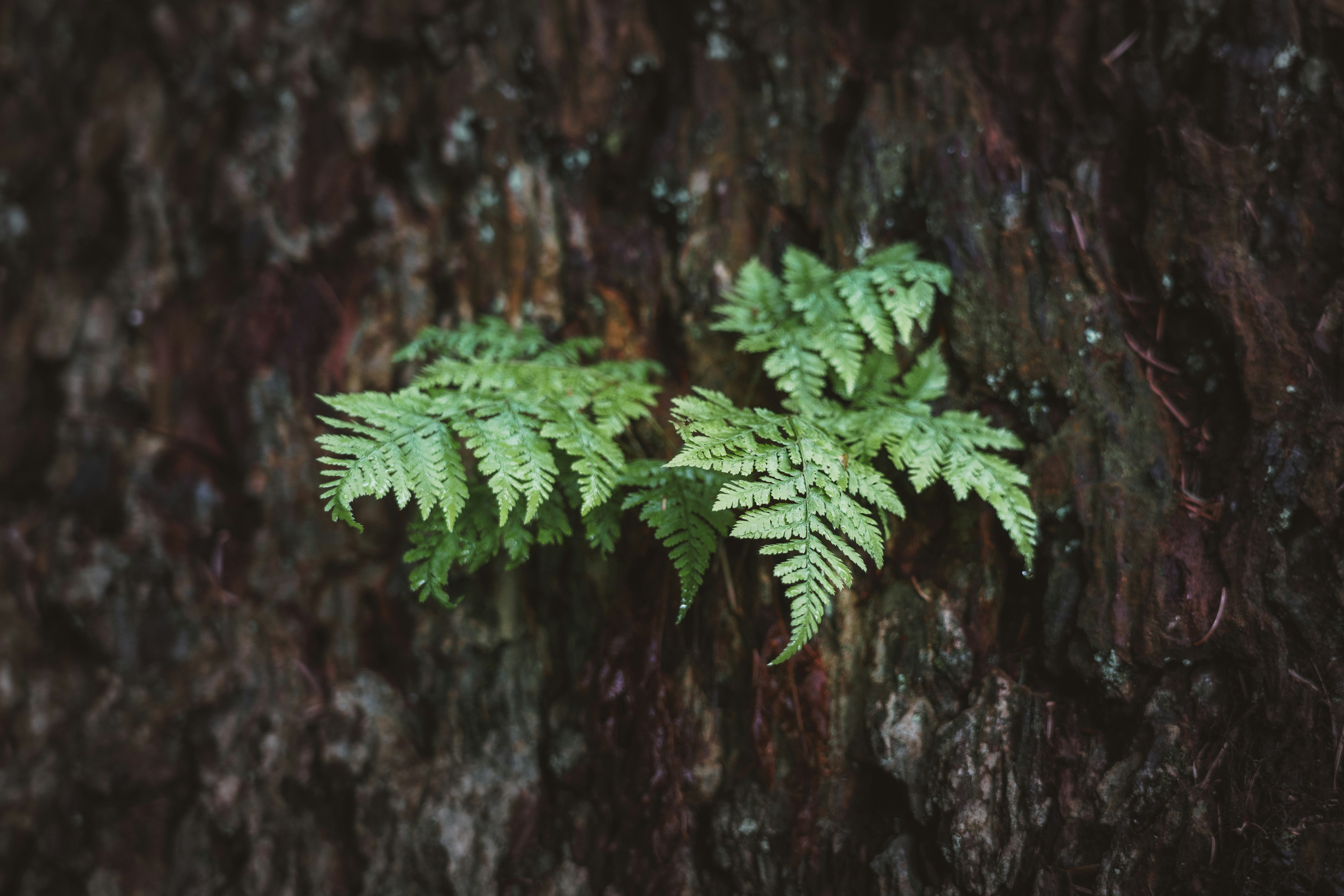 A plant growing out of the bark of a tree photo – Free Fern Image on ...