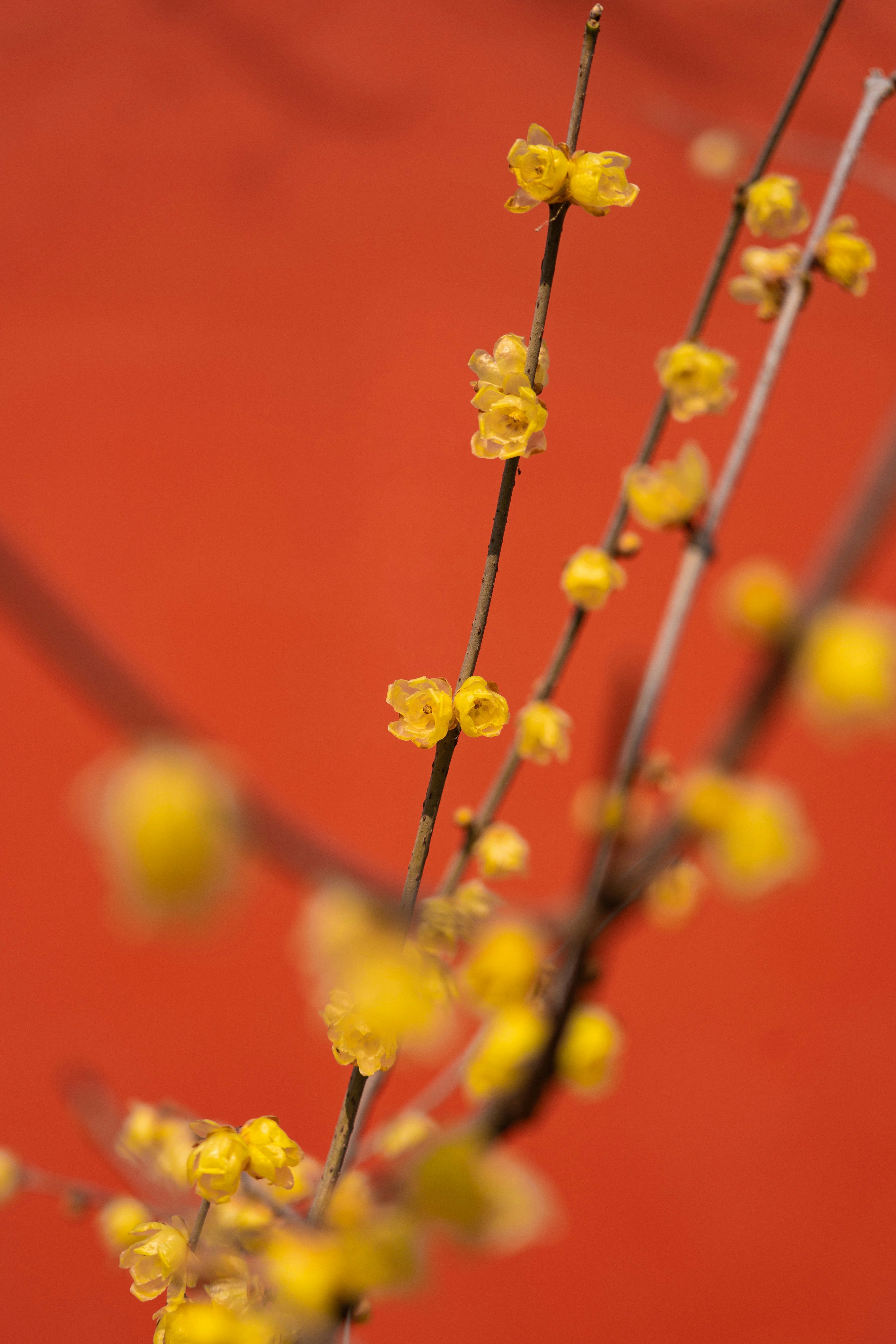 a close up of a plant with yellow flowers