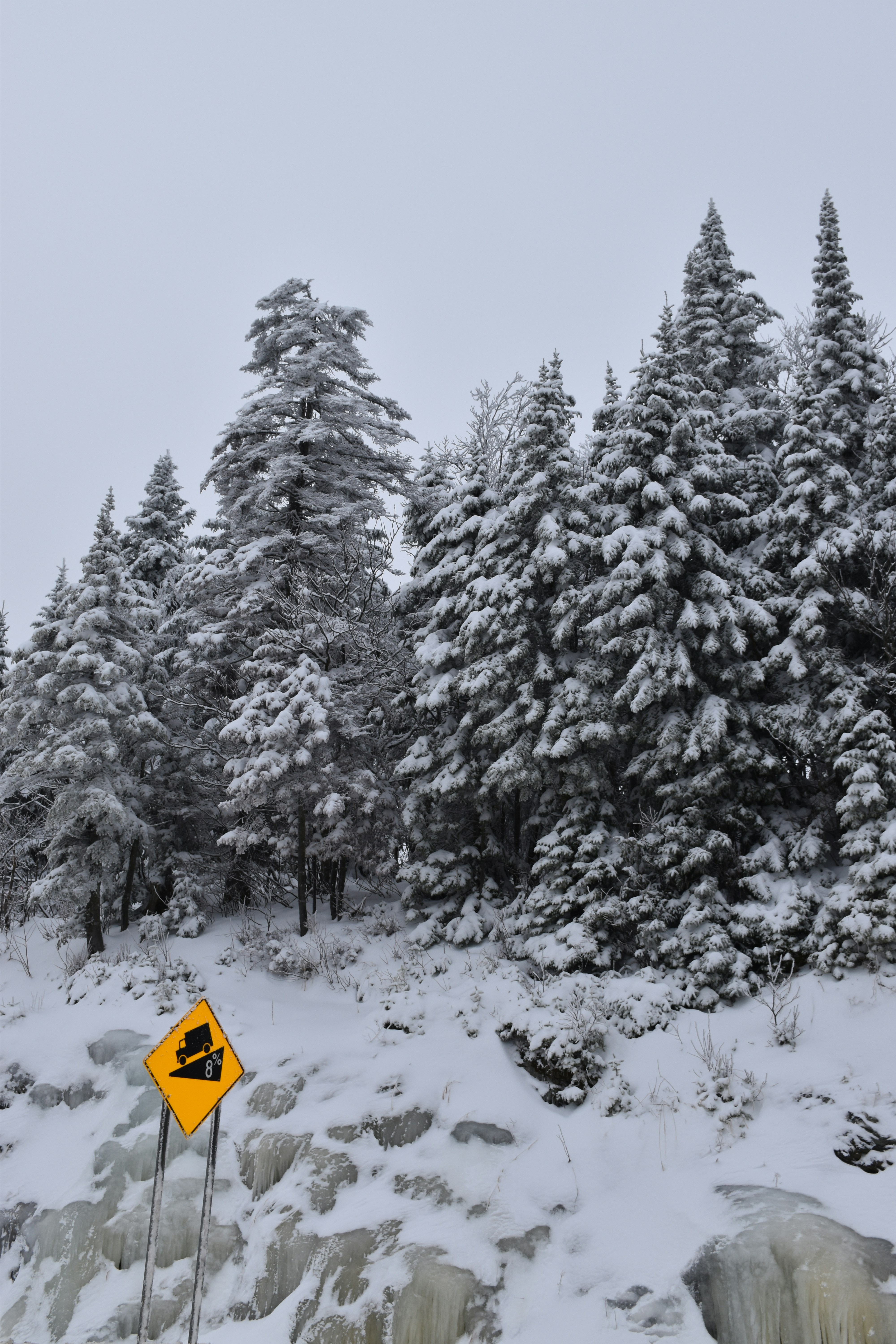 Snowy Forest Road Sign Dip