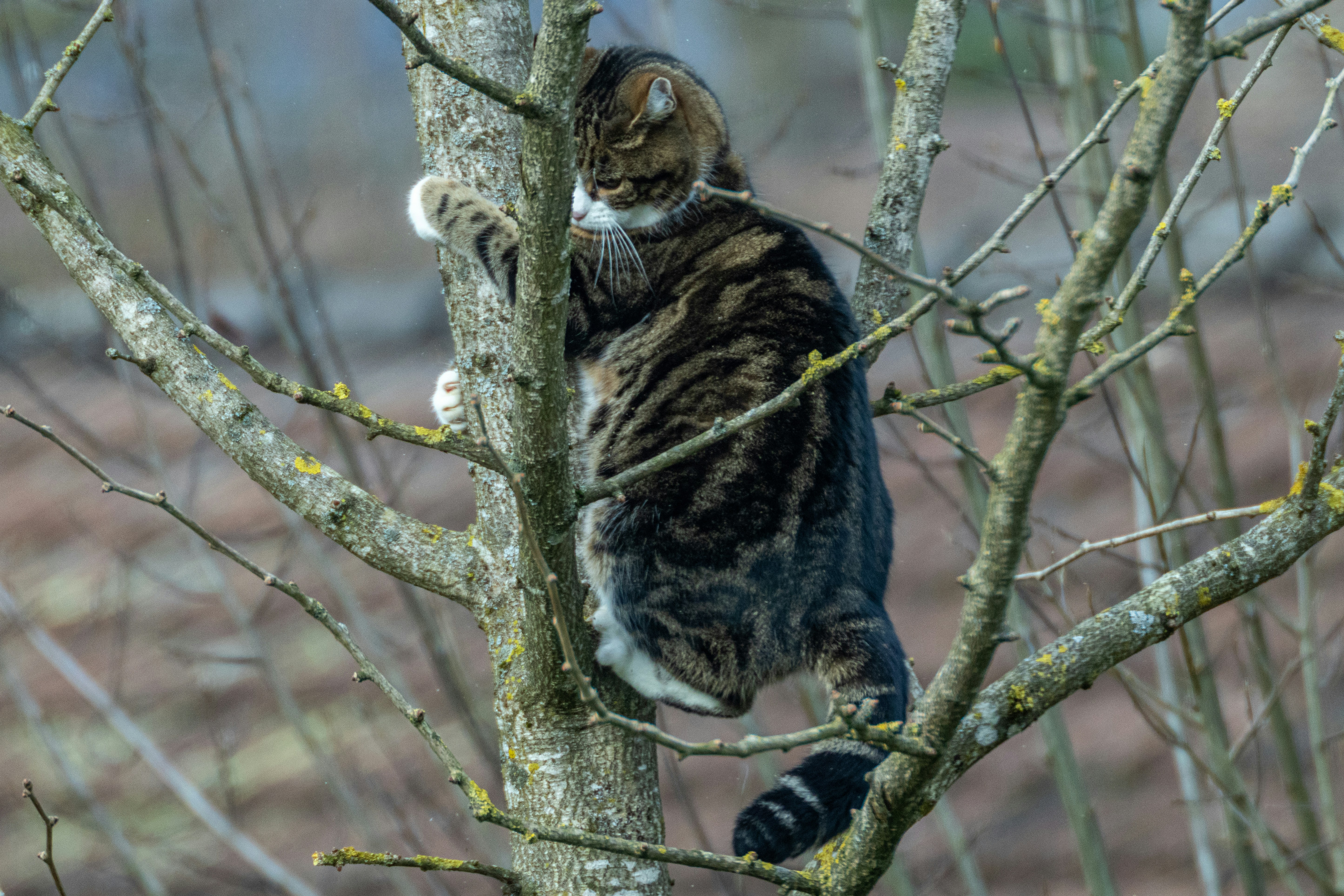 A cat climbing a tree branch in a yard photo – Free Tree Image on Unsplash