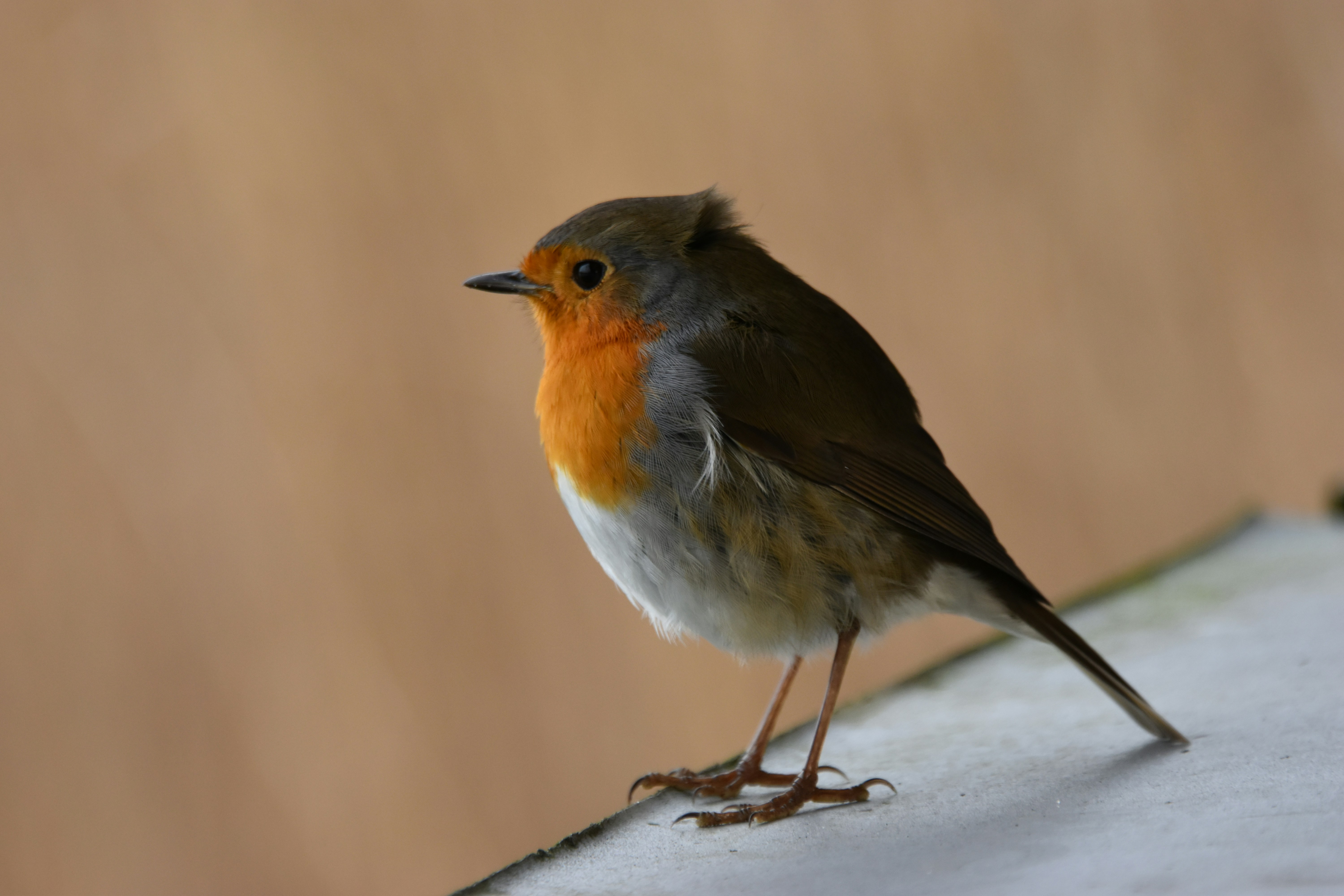 A small bird is standing on a ledge photo – Free Pelt Image on Unsplash
