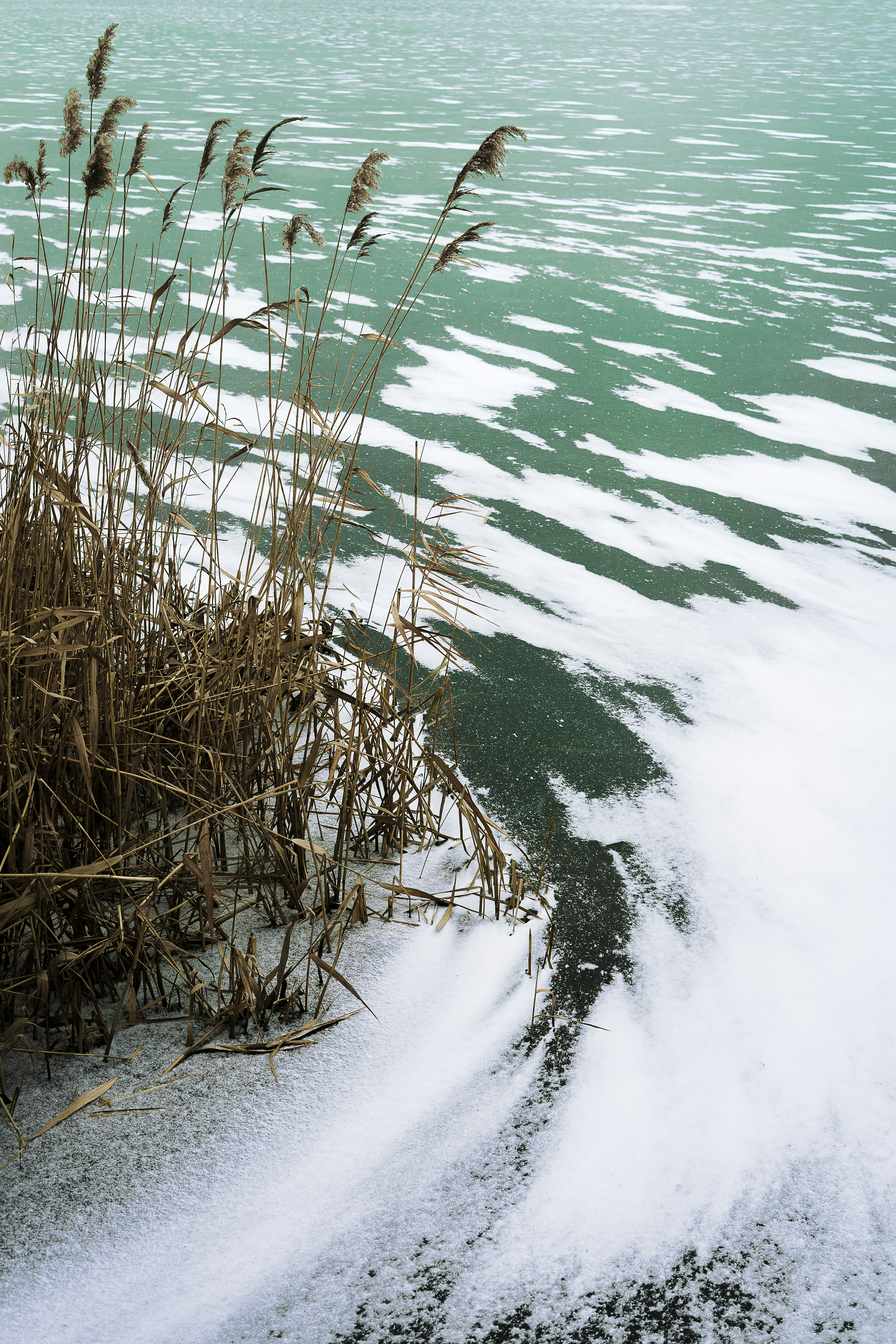 Waves of snow interlace with reeds on a partially frozen lake.
