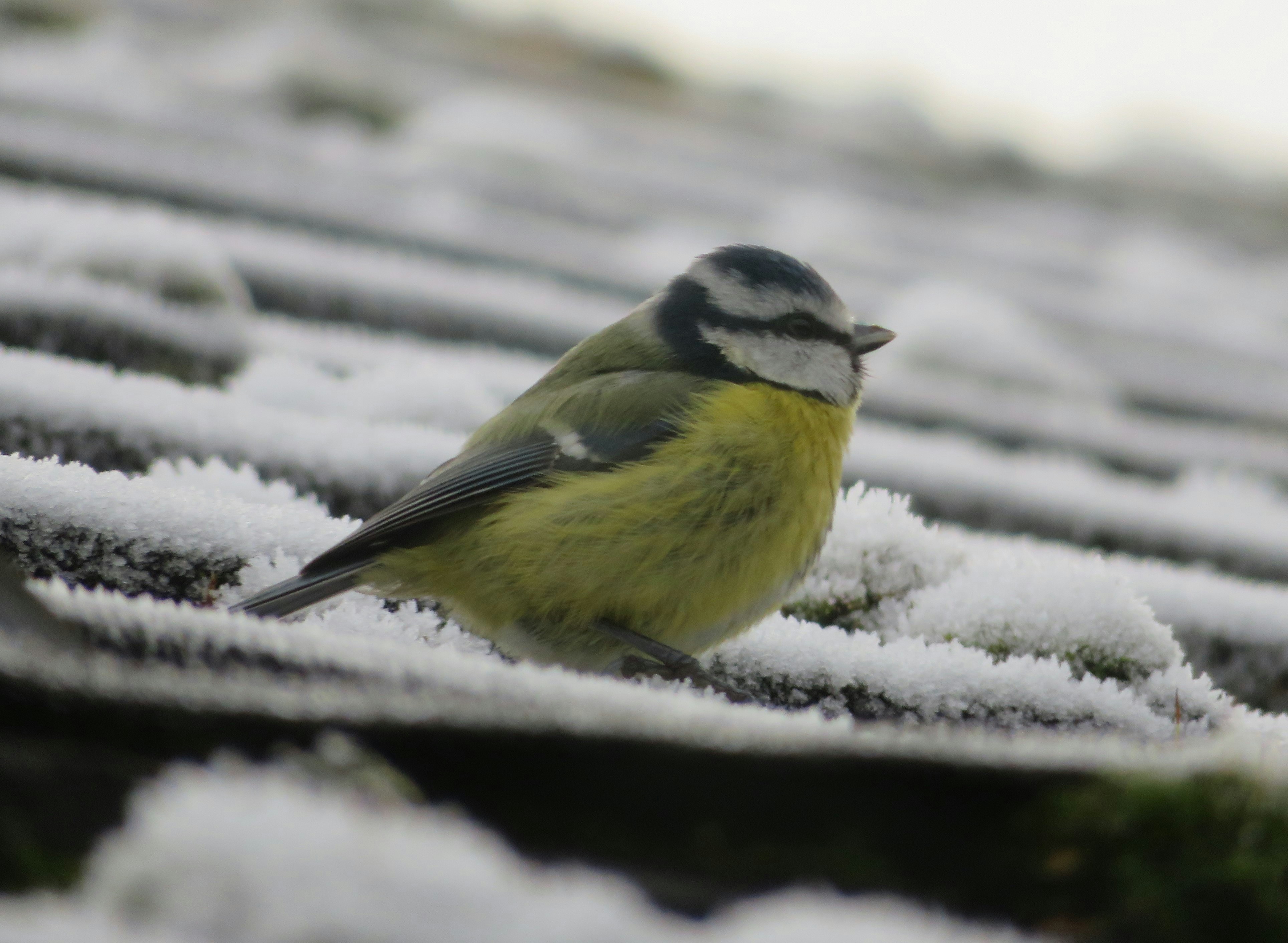 A blue tit perched on a snow-covered surface, showcasing its vibrant yellow and blue plumage amidst a winter landscape.