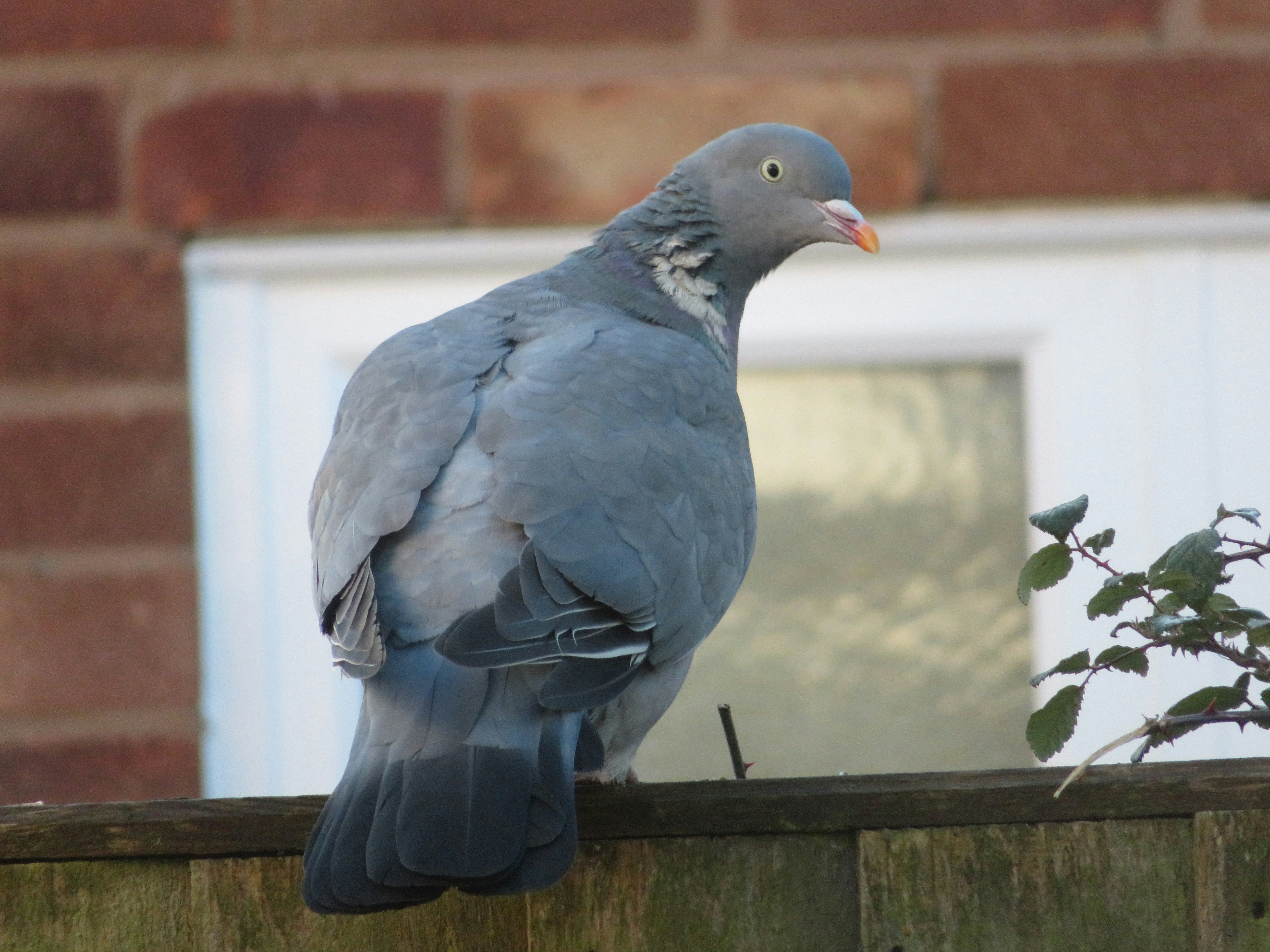 A plump pigeon perches on a wooden fence, showcasing its gray plumage against a brick backdrop. The bird's attentive gaze adds character to the scene.