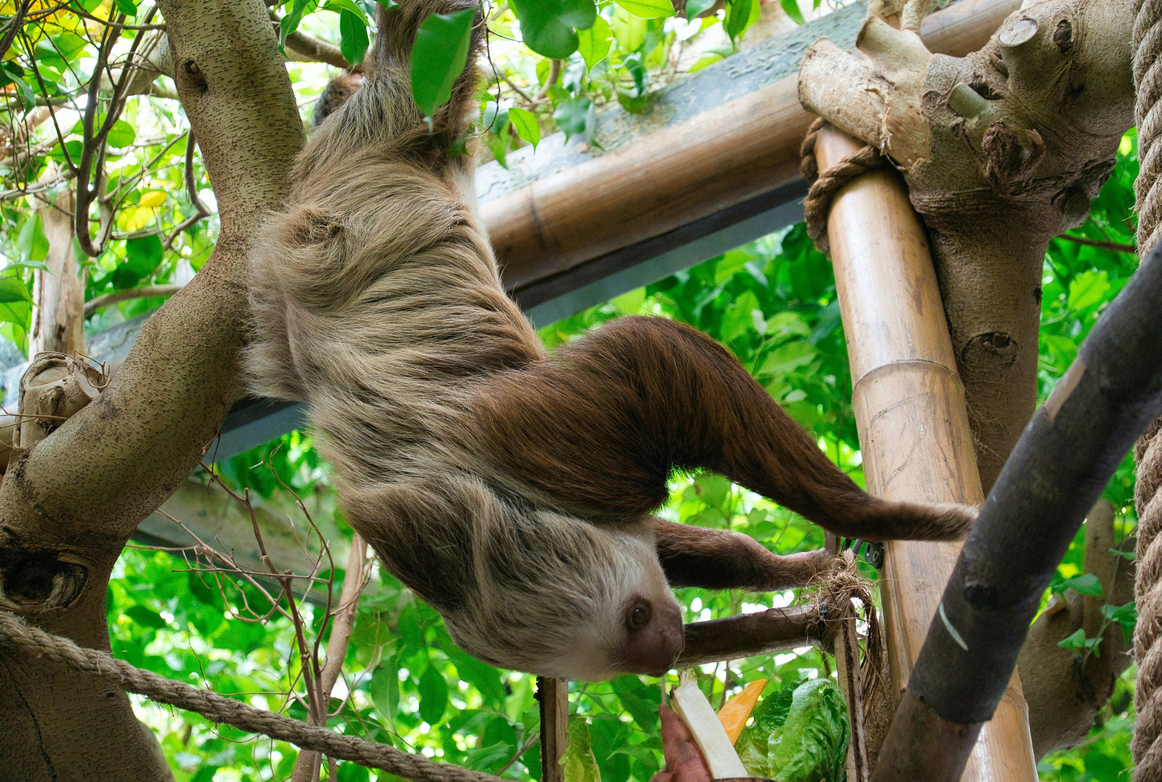 A baby sloth hanging from a rope in a tree photo – Free Animal Image on ...