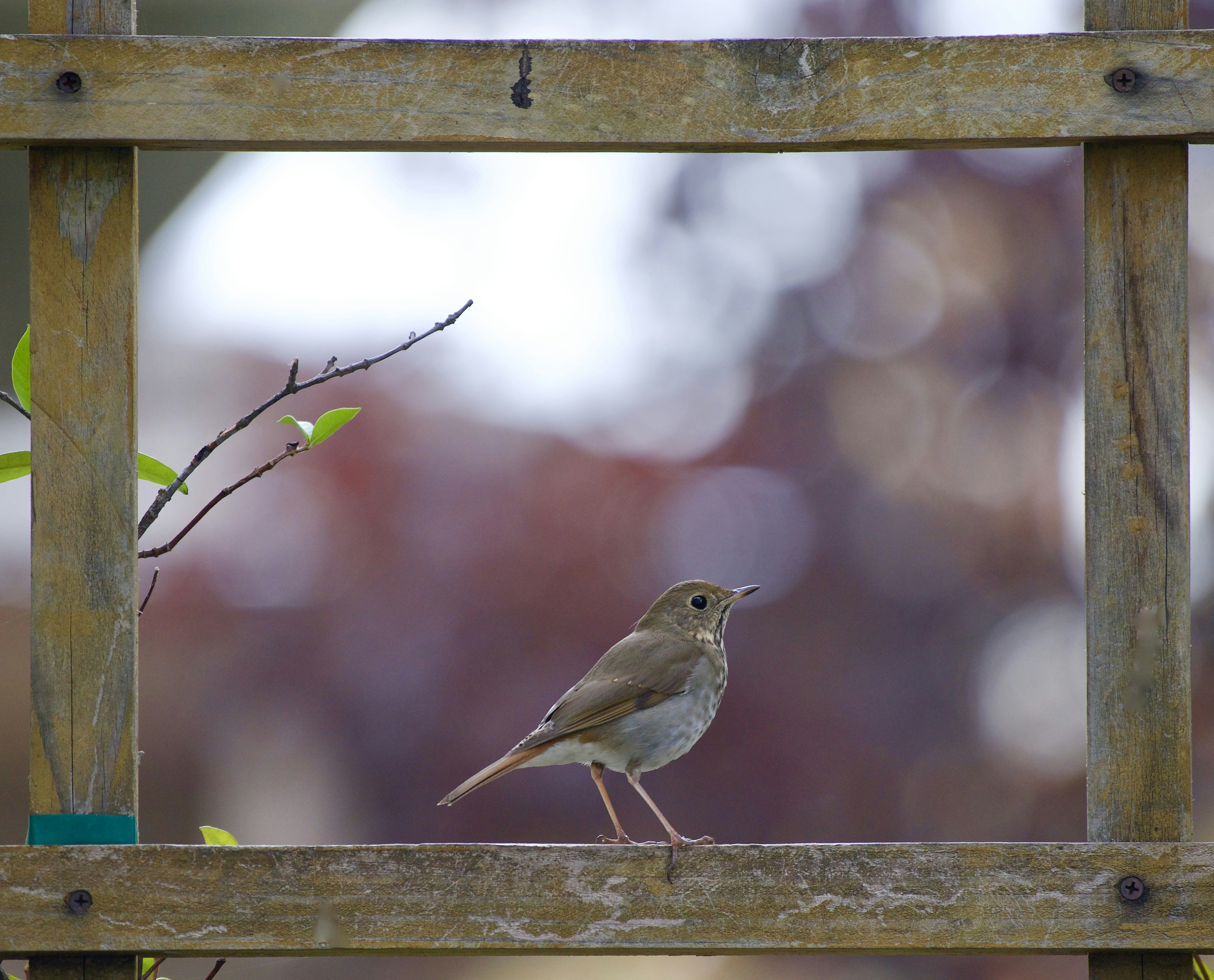 Finch in a Weathered Frame: Quiet Focus Amid Velvet Bokeh