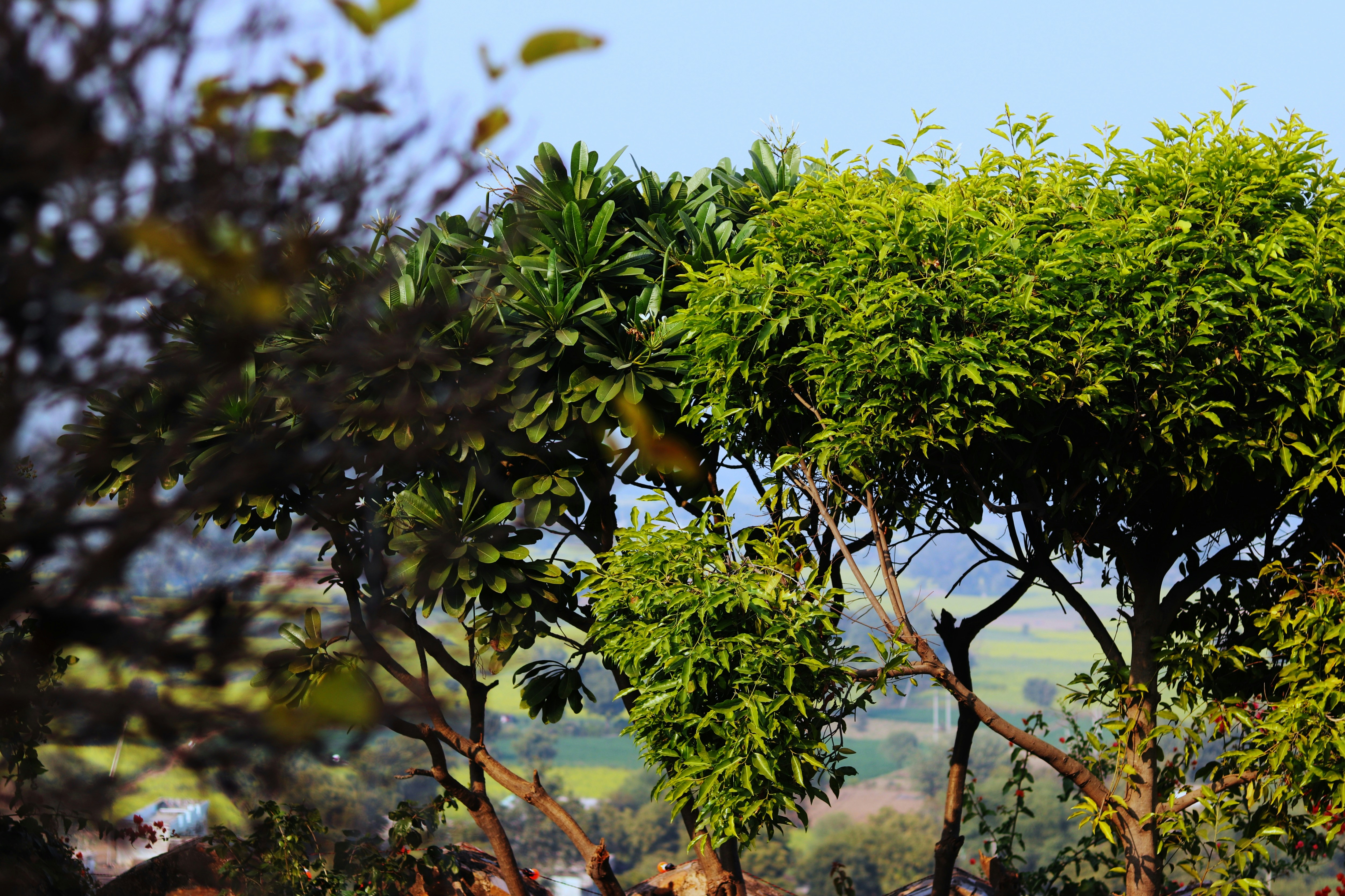 Canopy Arch: Sunlit Trees Framing a Quiet Landscape