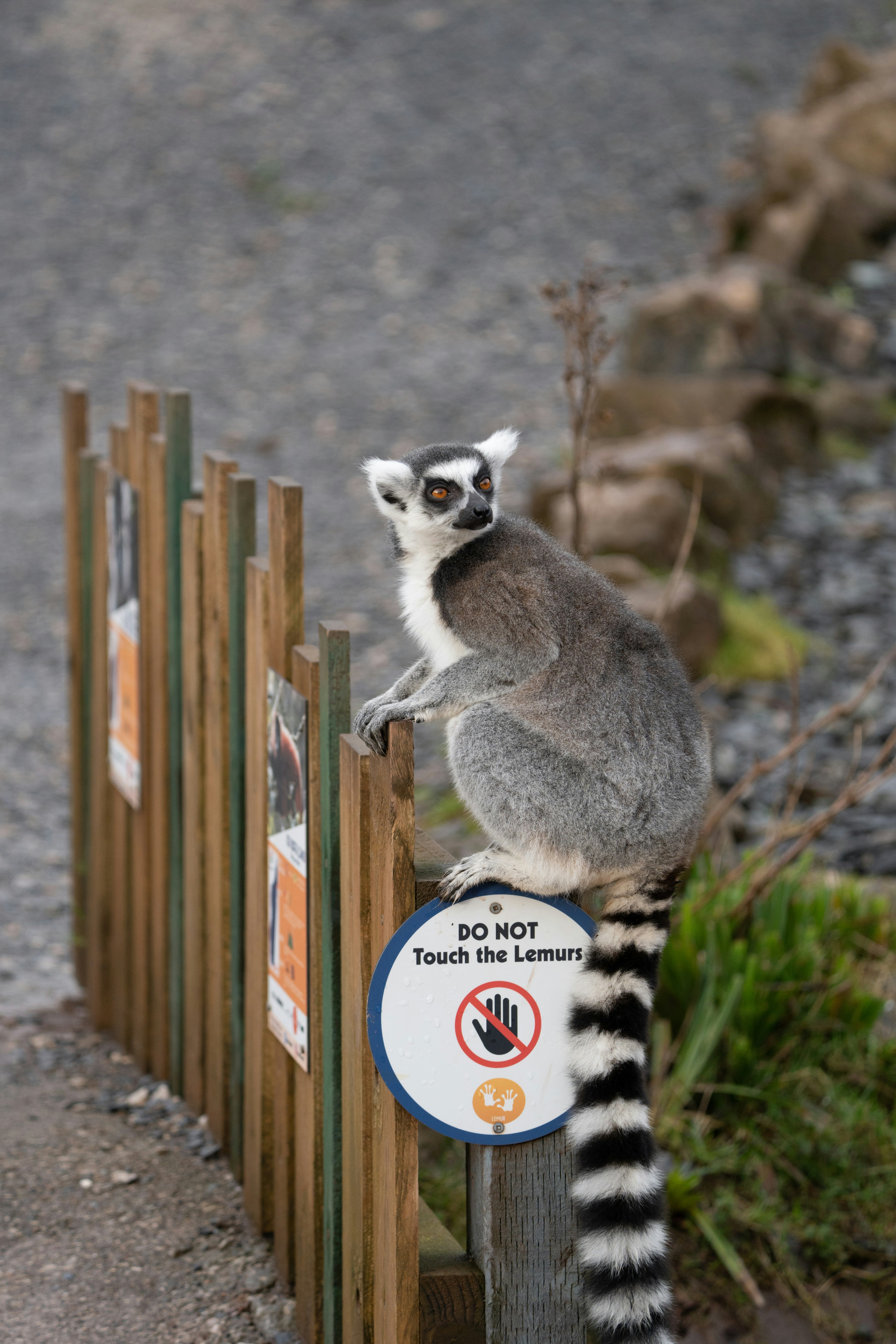 a raccoon sitting on top of a wooden fence
