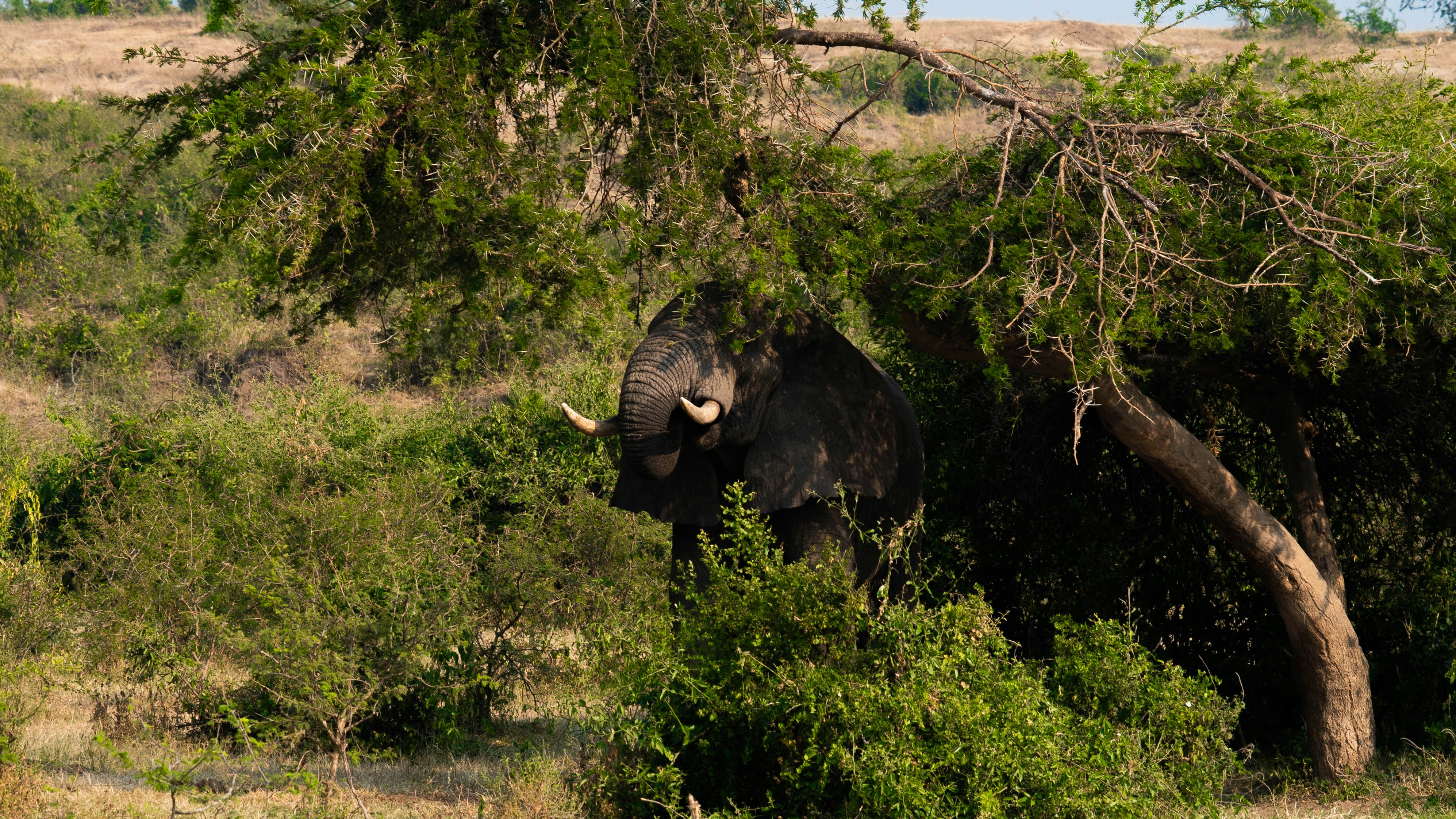 An elephant hiding behind a tree in a field photo – Free Uganda Image ...