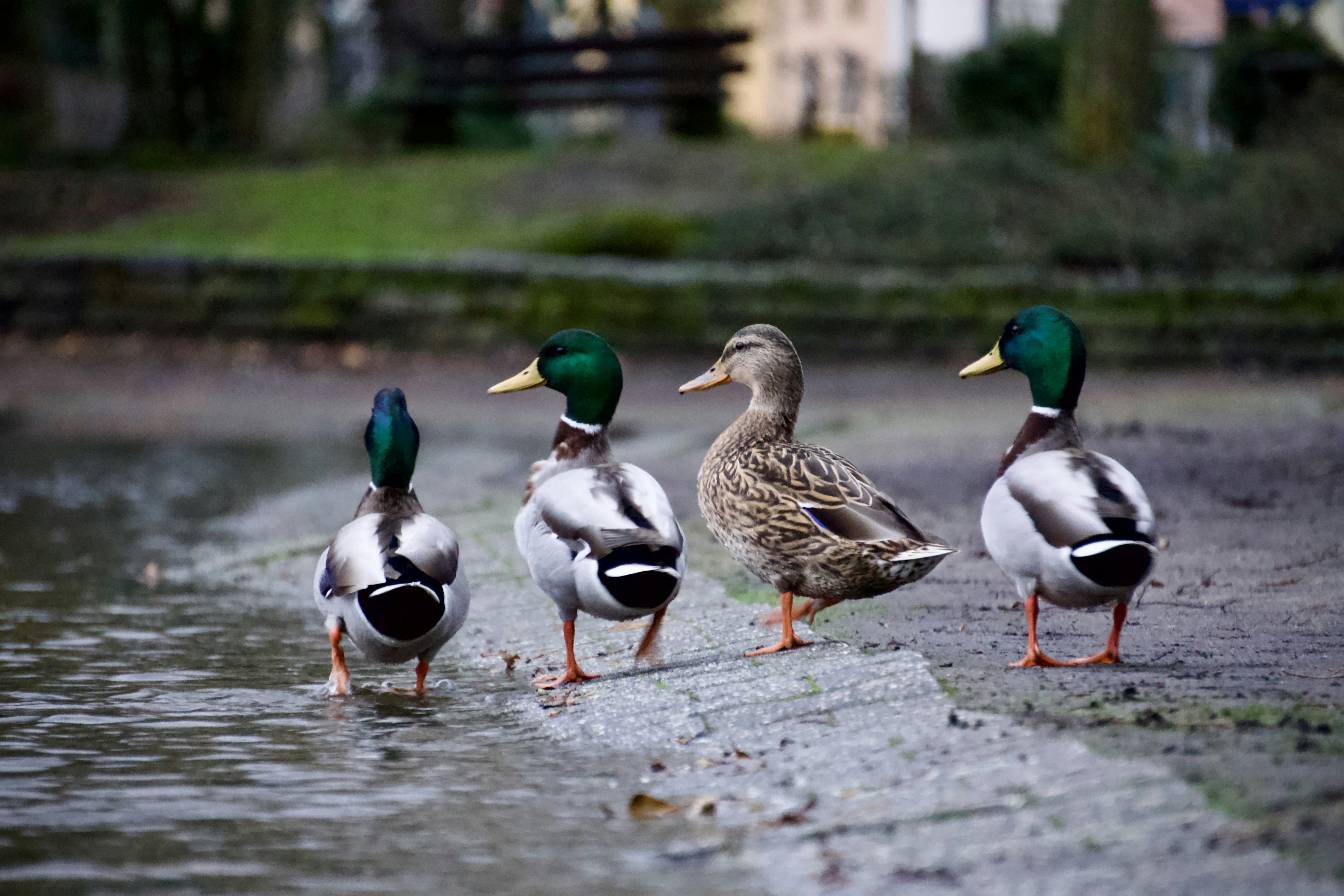 Green-Headed Quartet Along a Riverside Walk