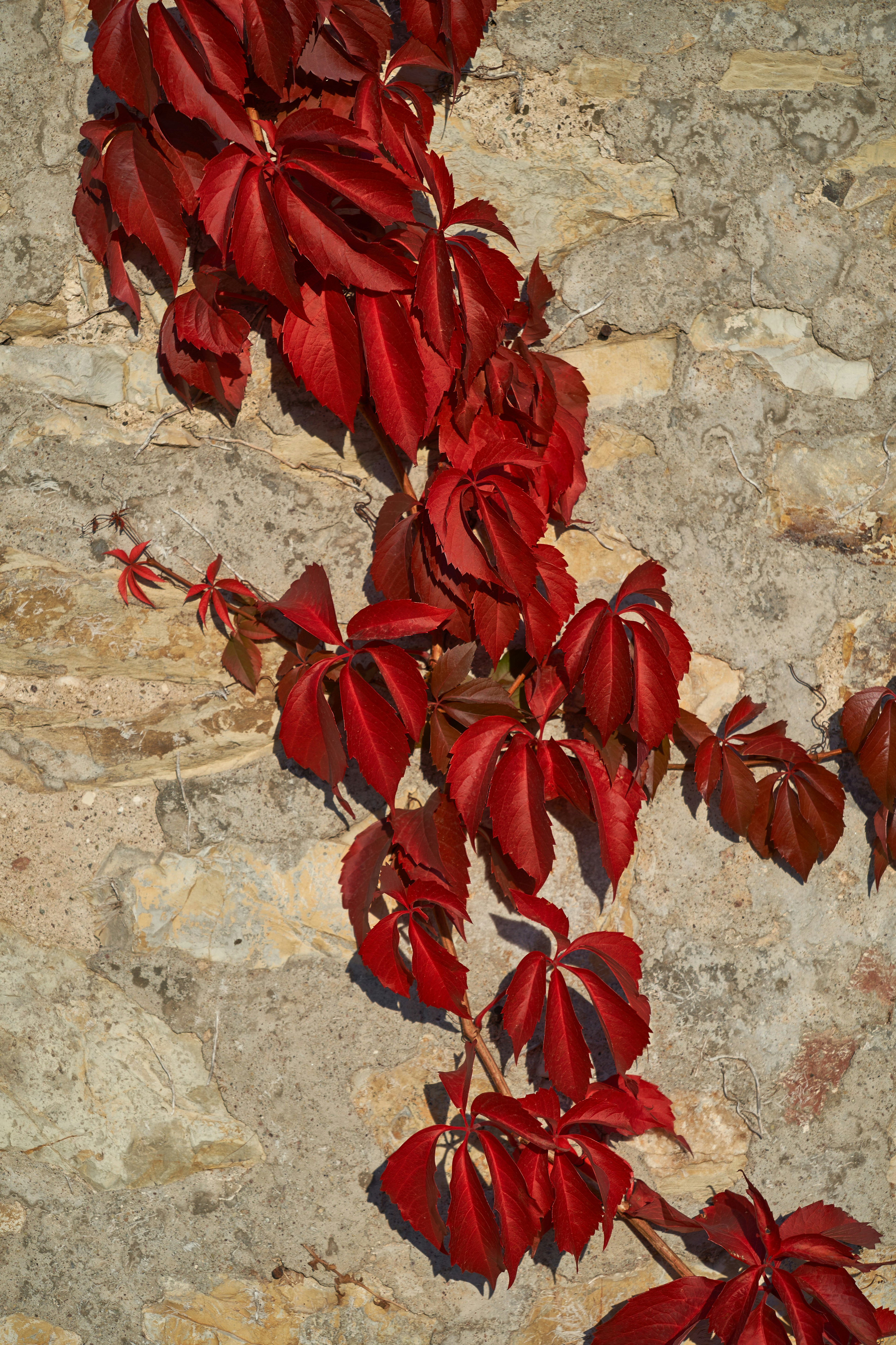 a plant with red leaves on a stone wall