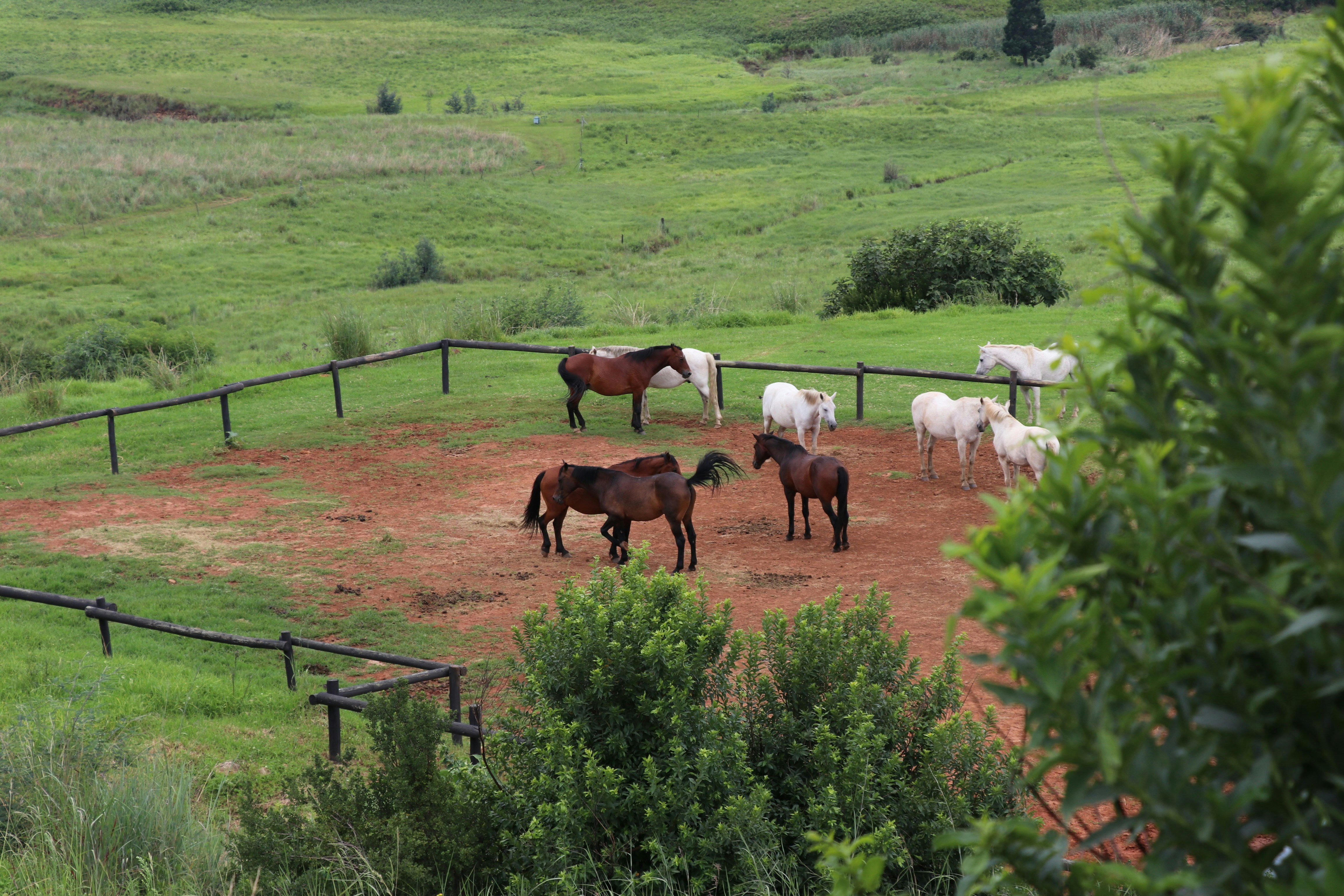 A herd of horses standing on top of a lush green field photo – Free ...
