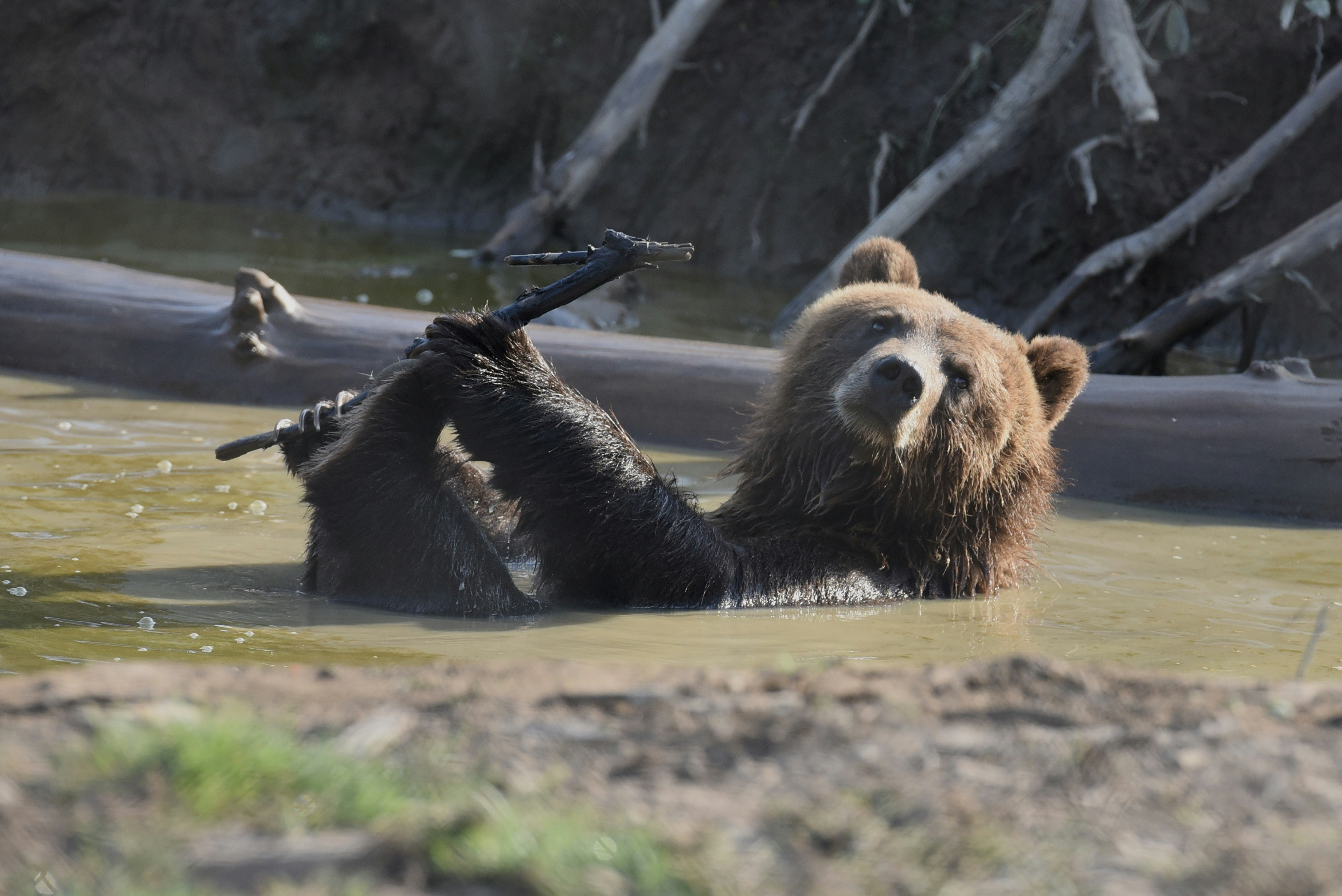 Young Grizzly bear playing in water.