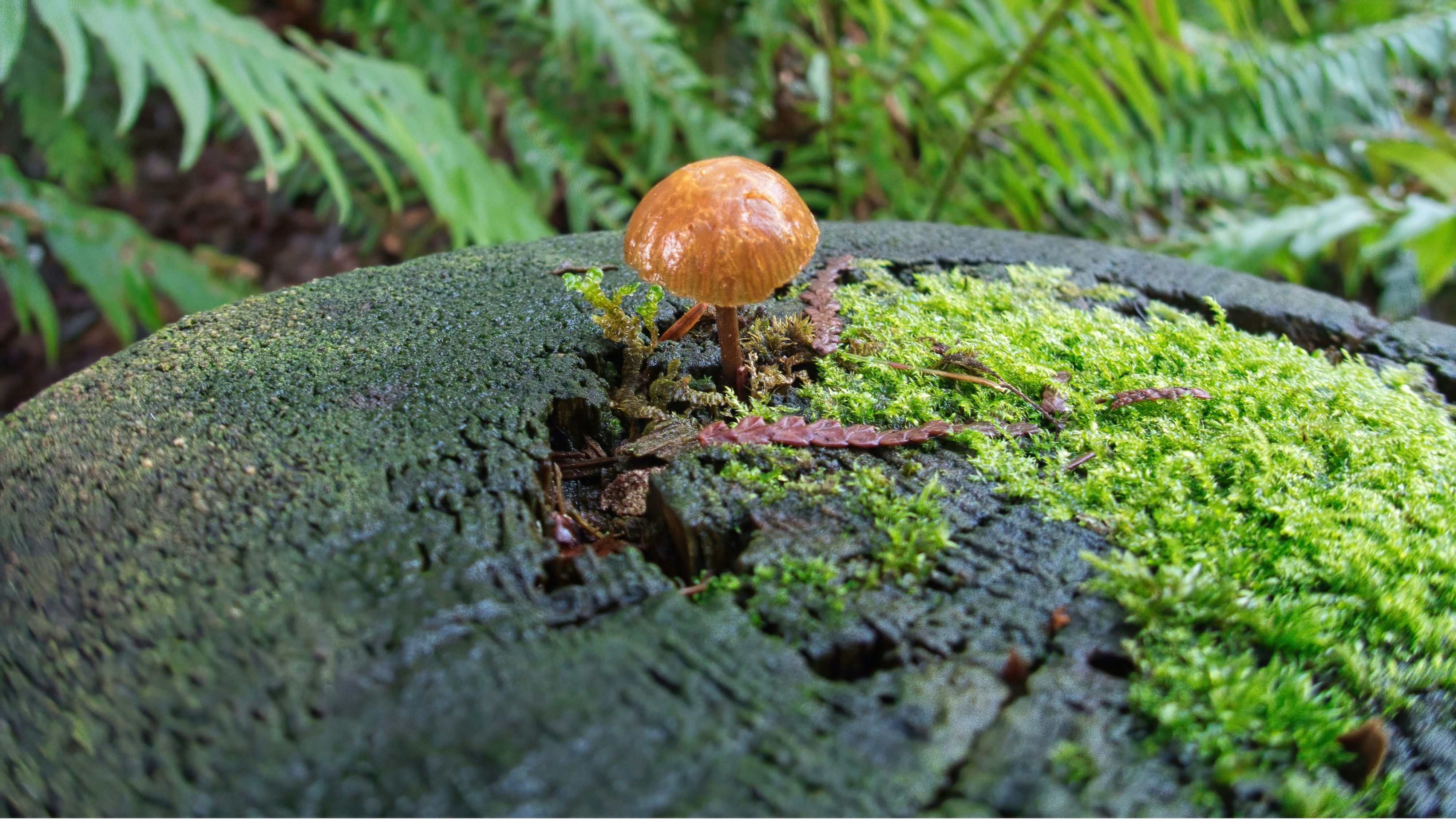 Nature's Resilience: The Mushroom's Stand