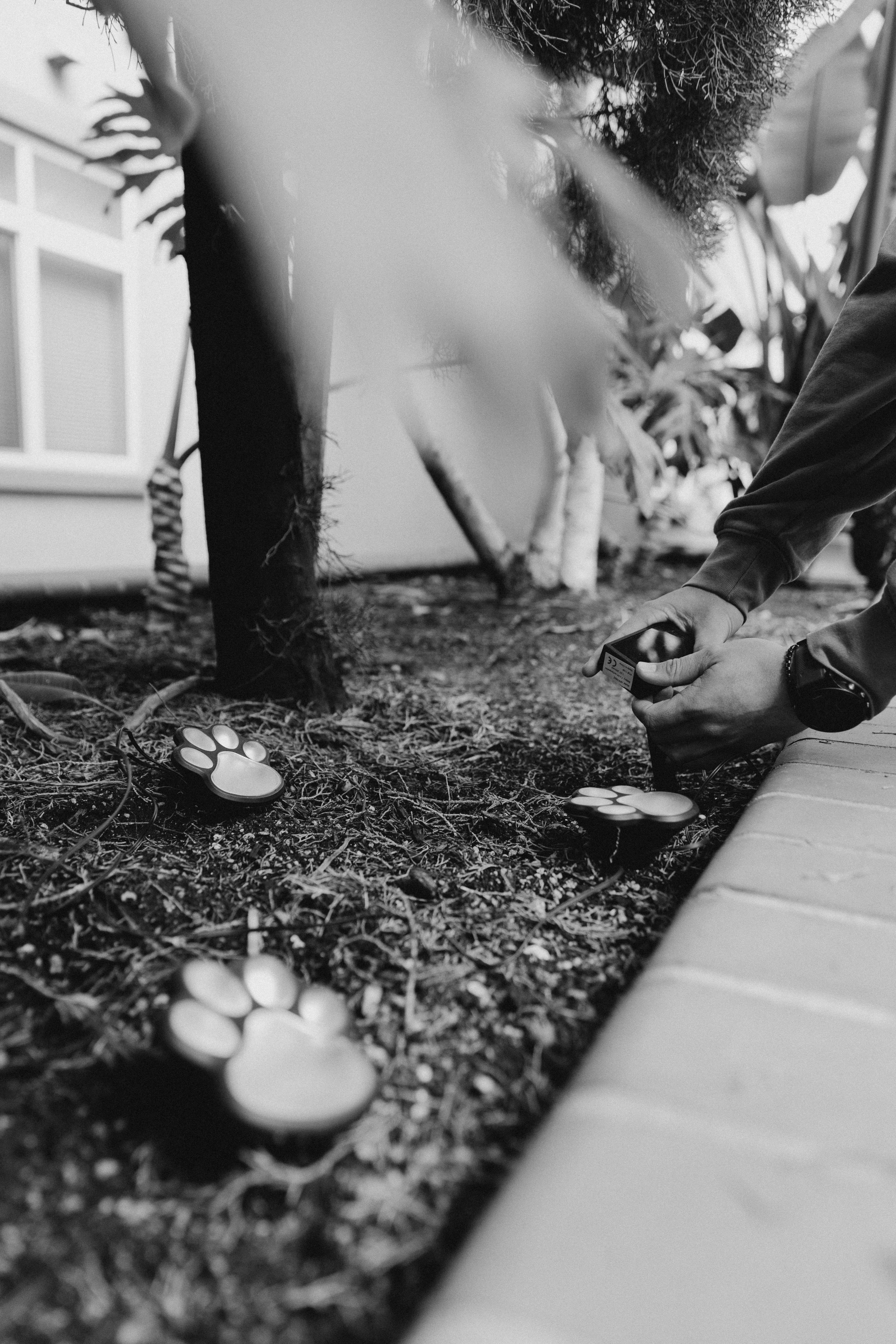 Opening the Garden Path: A Quiet Moment with Paw Prints and Hands