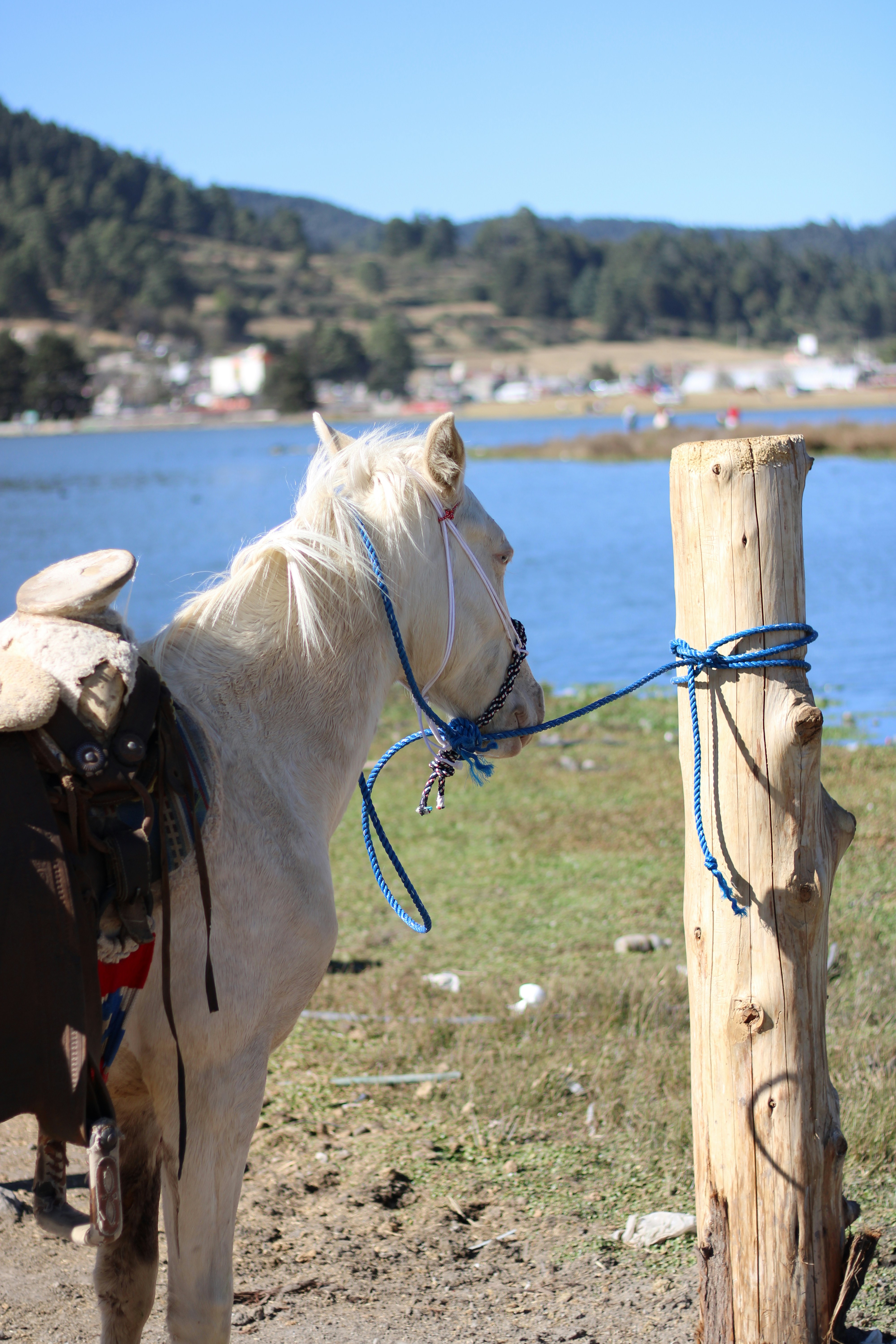 White Horse at the Waterfront Fence