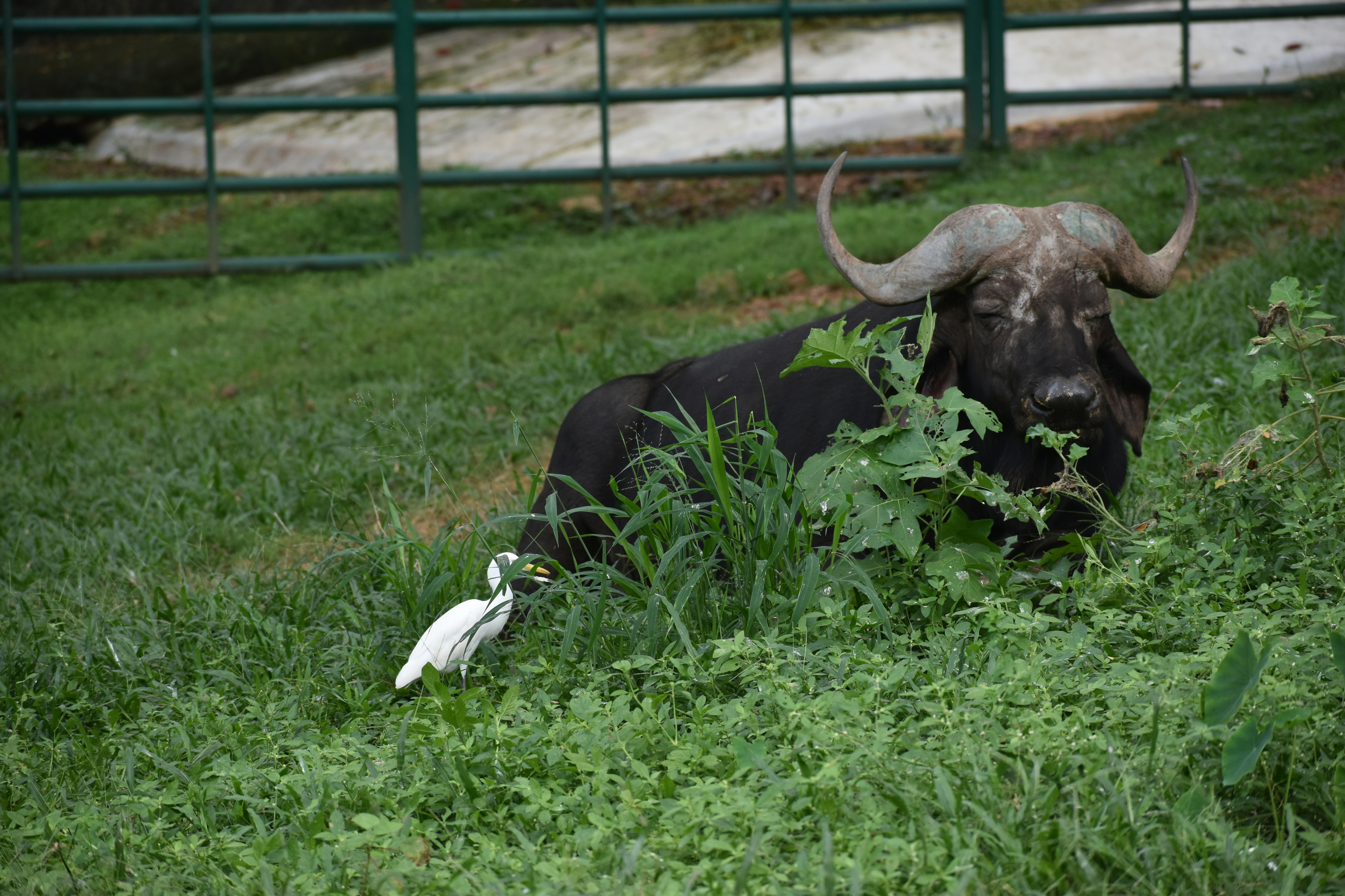 A bull laying in the grass next to a bird photo – Free Wild animal ...