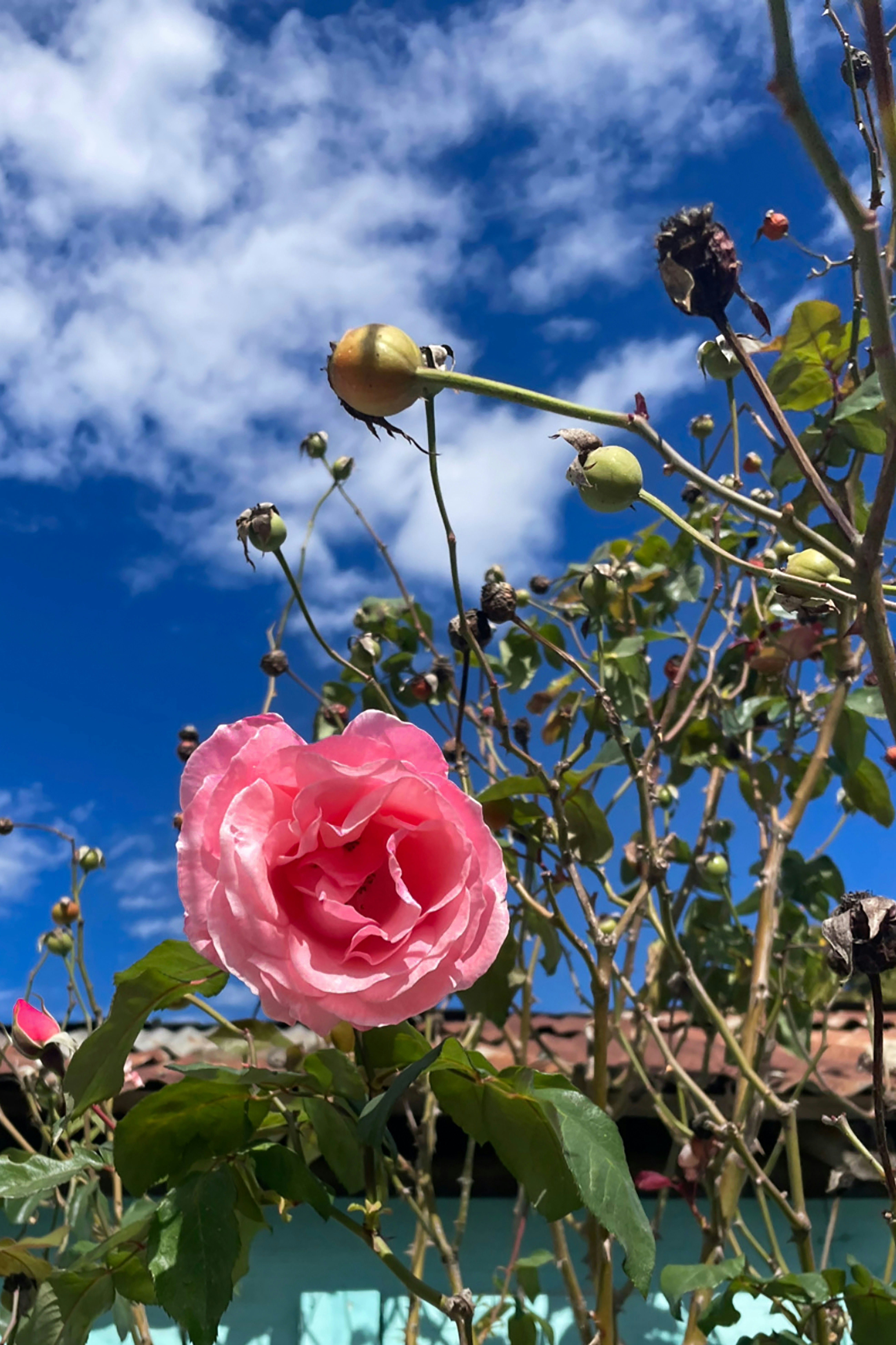 A pink rose is blooming in a garden photo – Free Constanza Image on ...