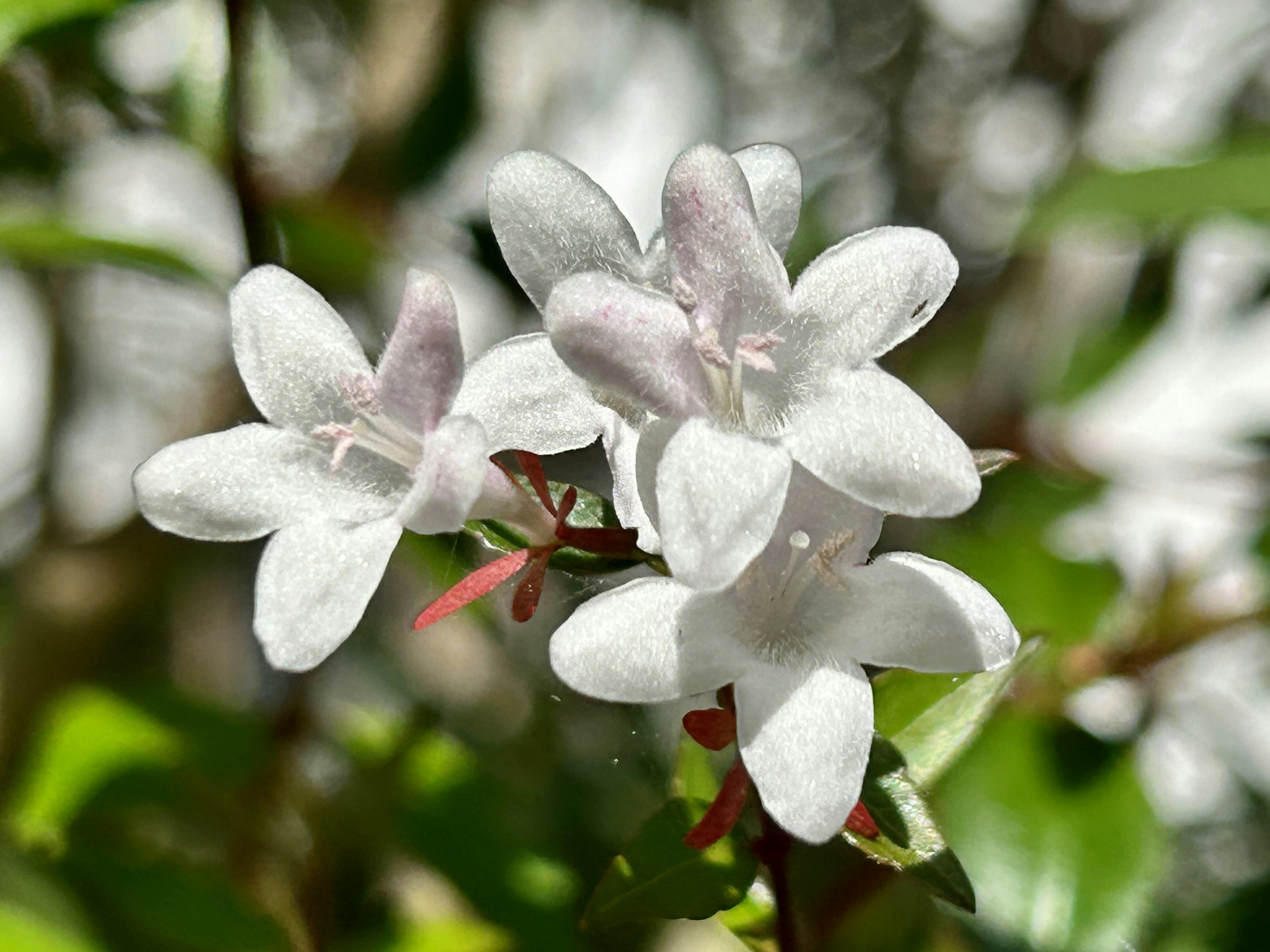 Blooming Whisper: White Petals Against a Green Blur