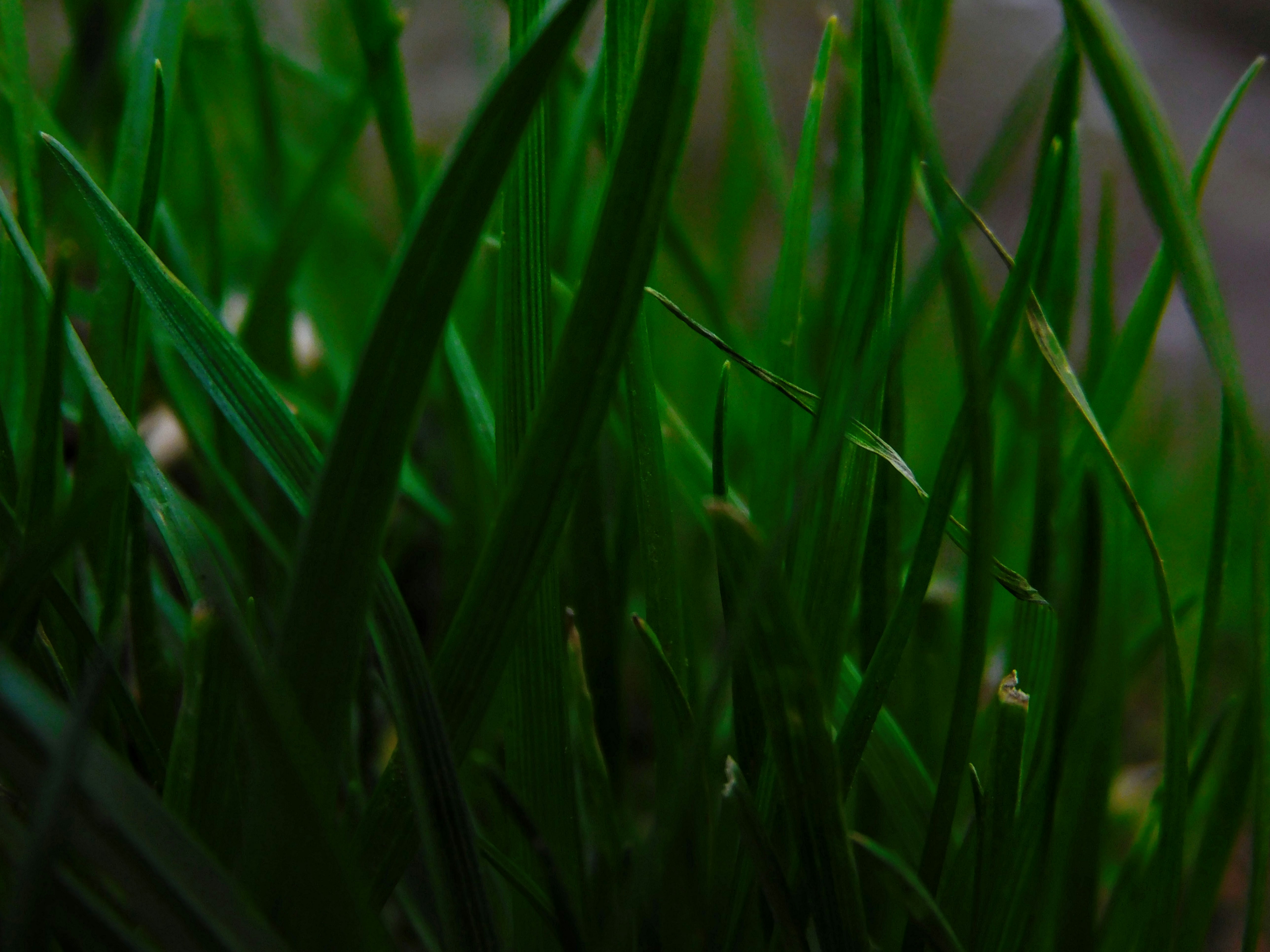 Close-up of dark-green grass blades with subtle backlighting, highlighting texture and contrast in a quiet outdoor scene.