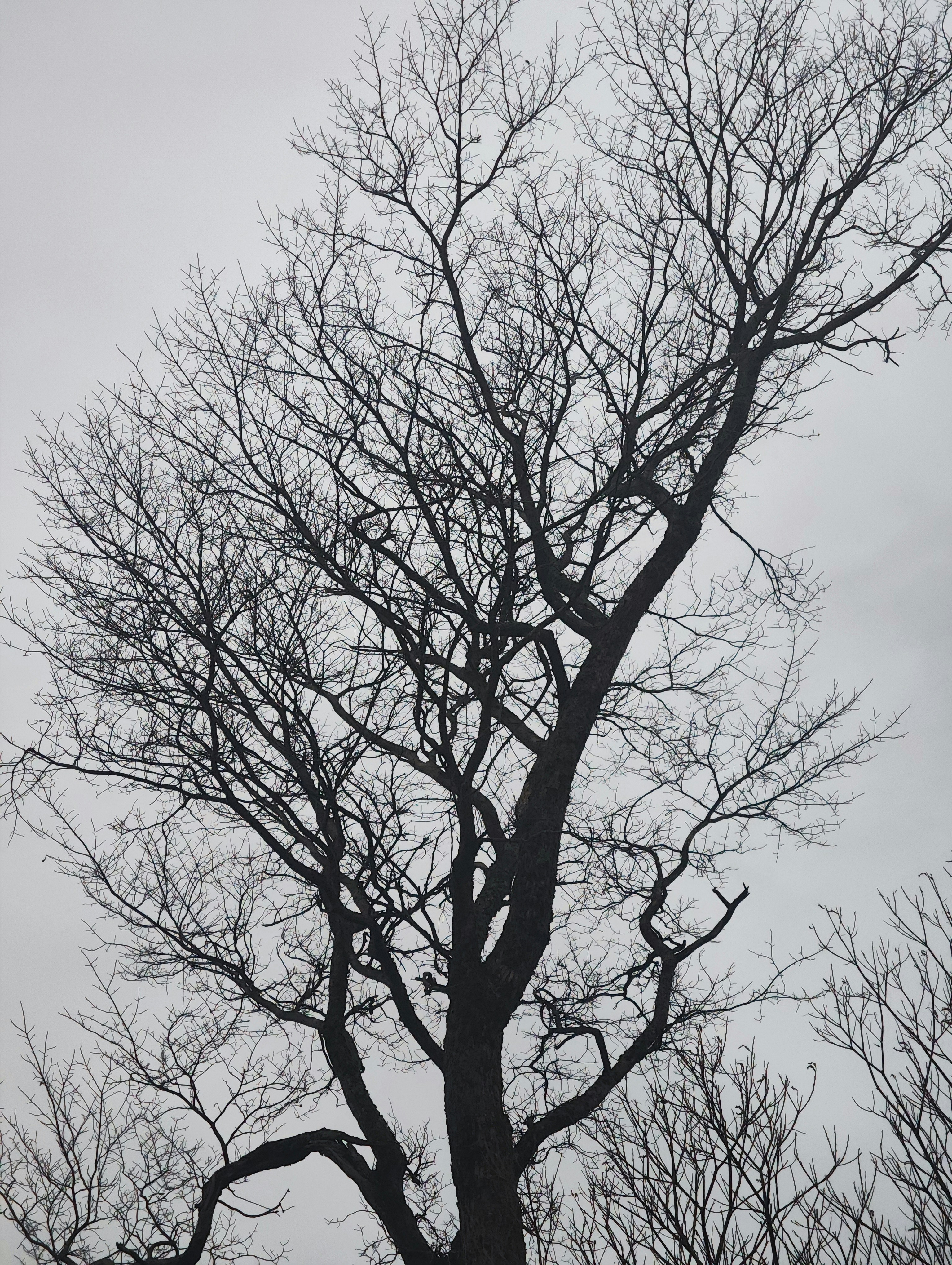 A bare tree with no leaves on it photo – Free Branches of tree Image on ...