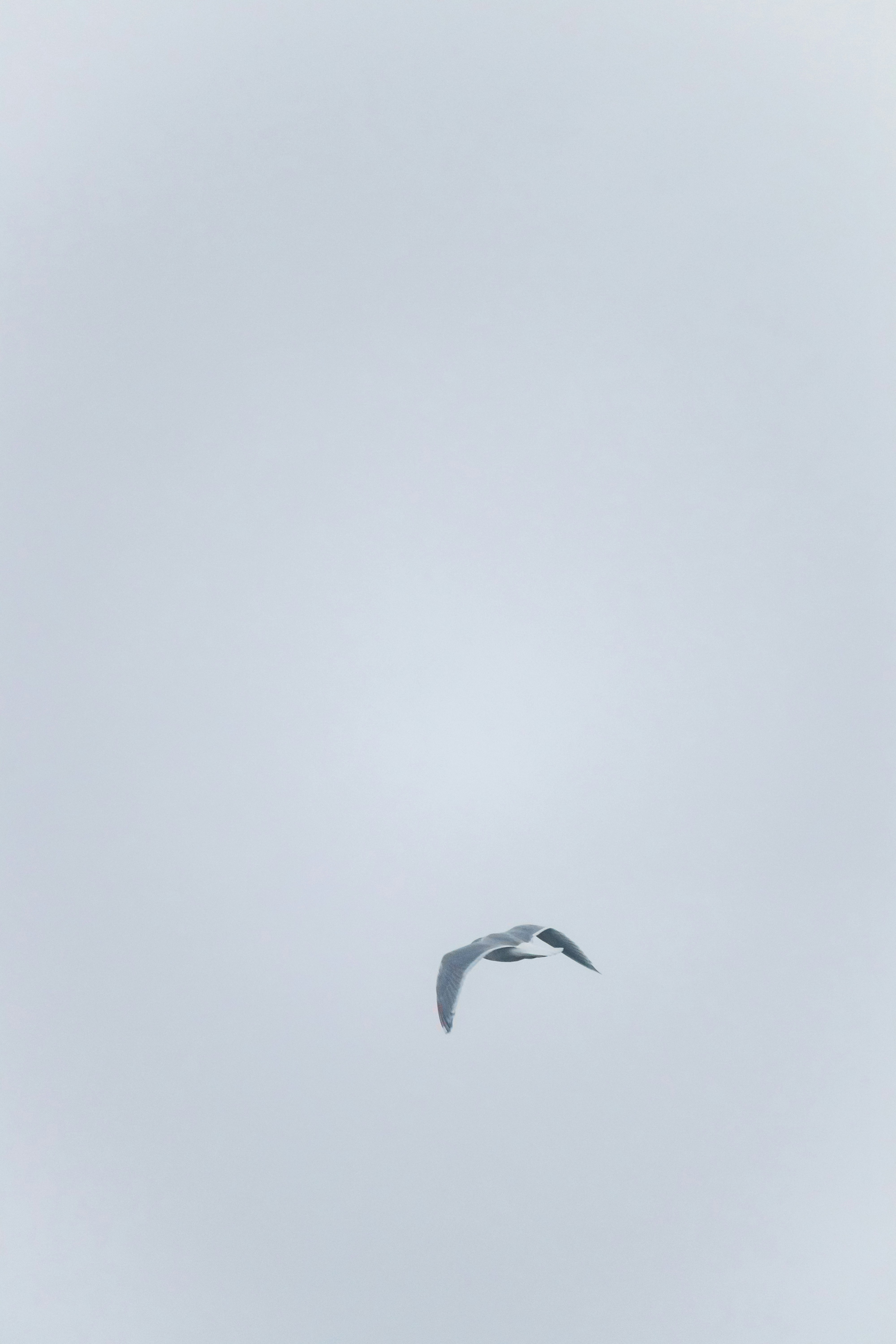 A bird gliding gracefully through a pale, overcast sky, embodying freedom and tranquility.
