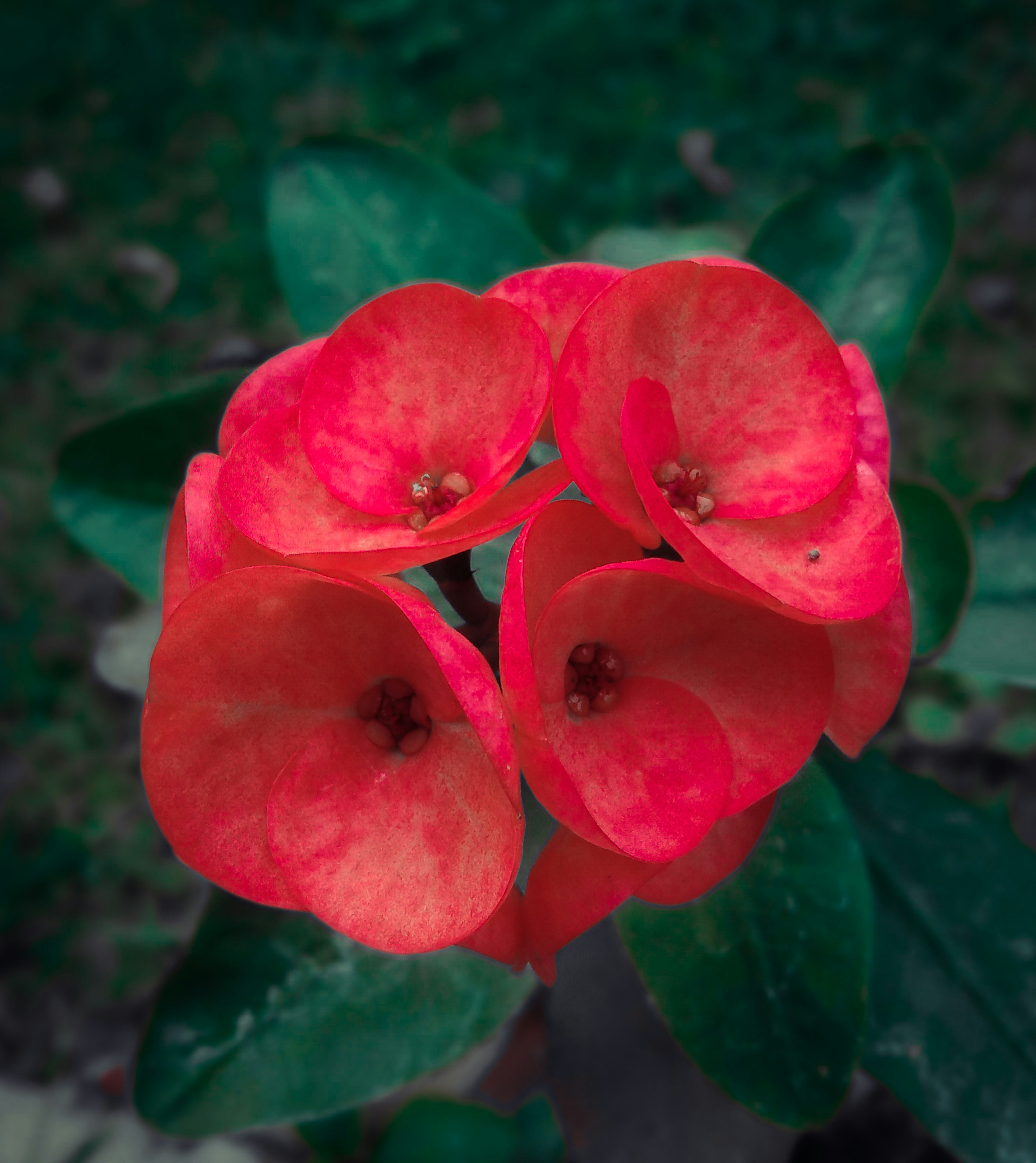 Crimson Bloom: A Gentle Cluster of Candied Petals