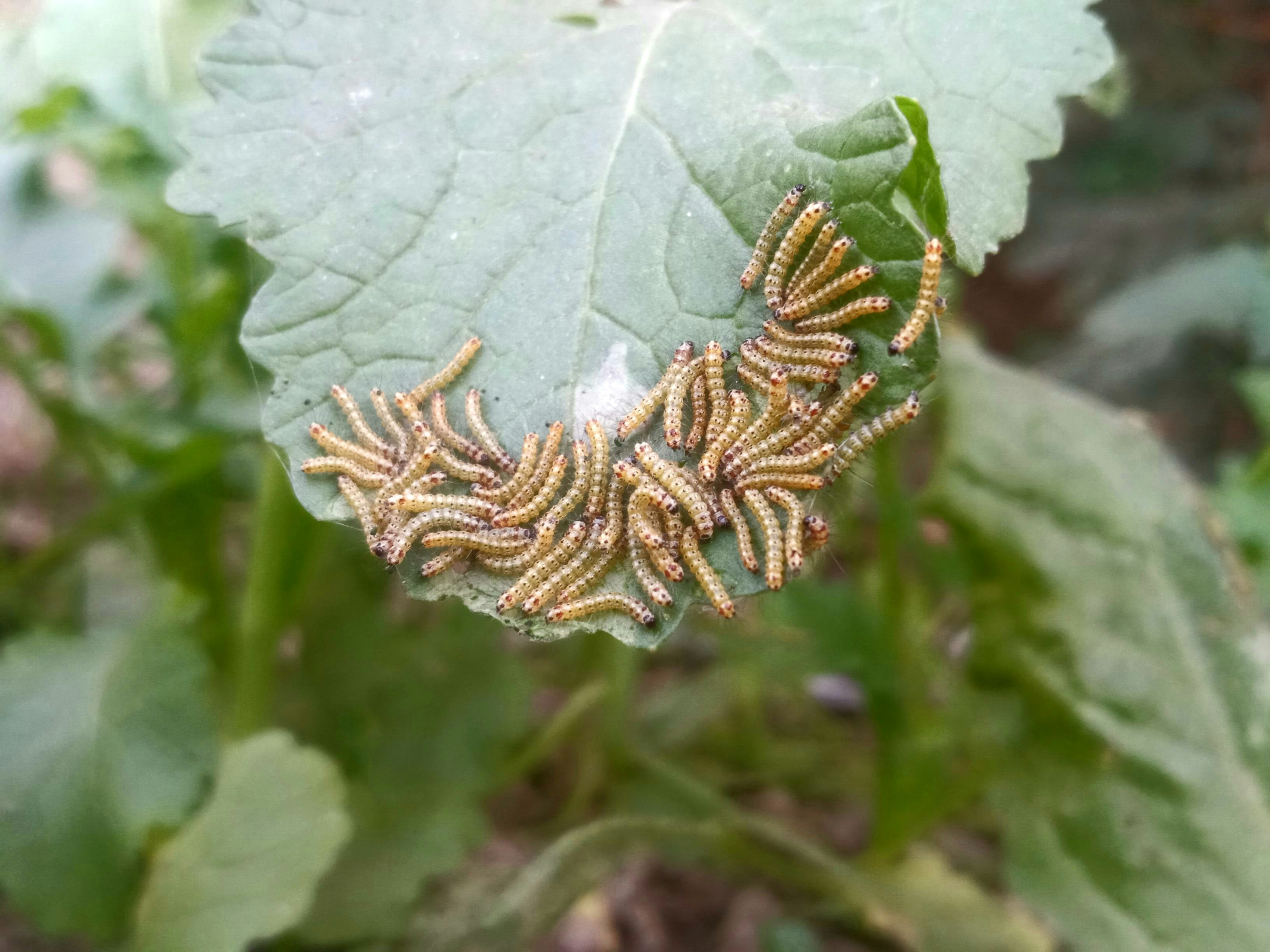 A group of bugs crawling on a green leaf photo – Free Caterpillar Image ...