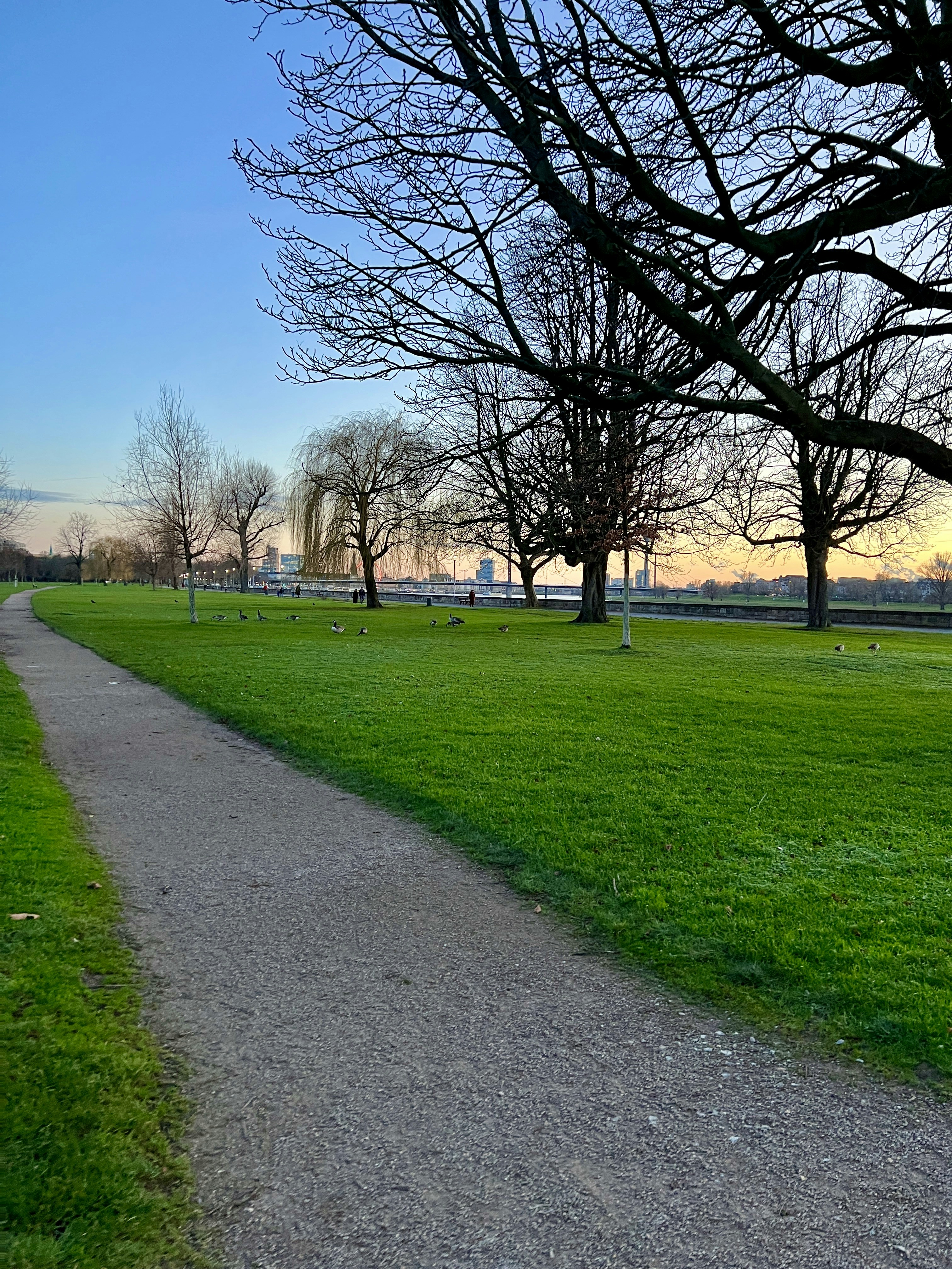 Riverside Dusk: A Winding Path Through Leafless Canopy